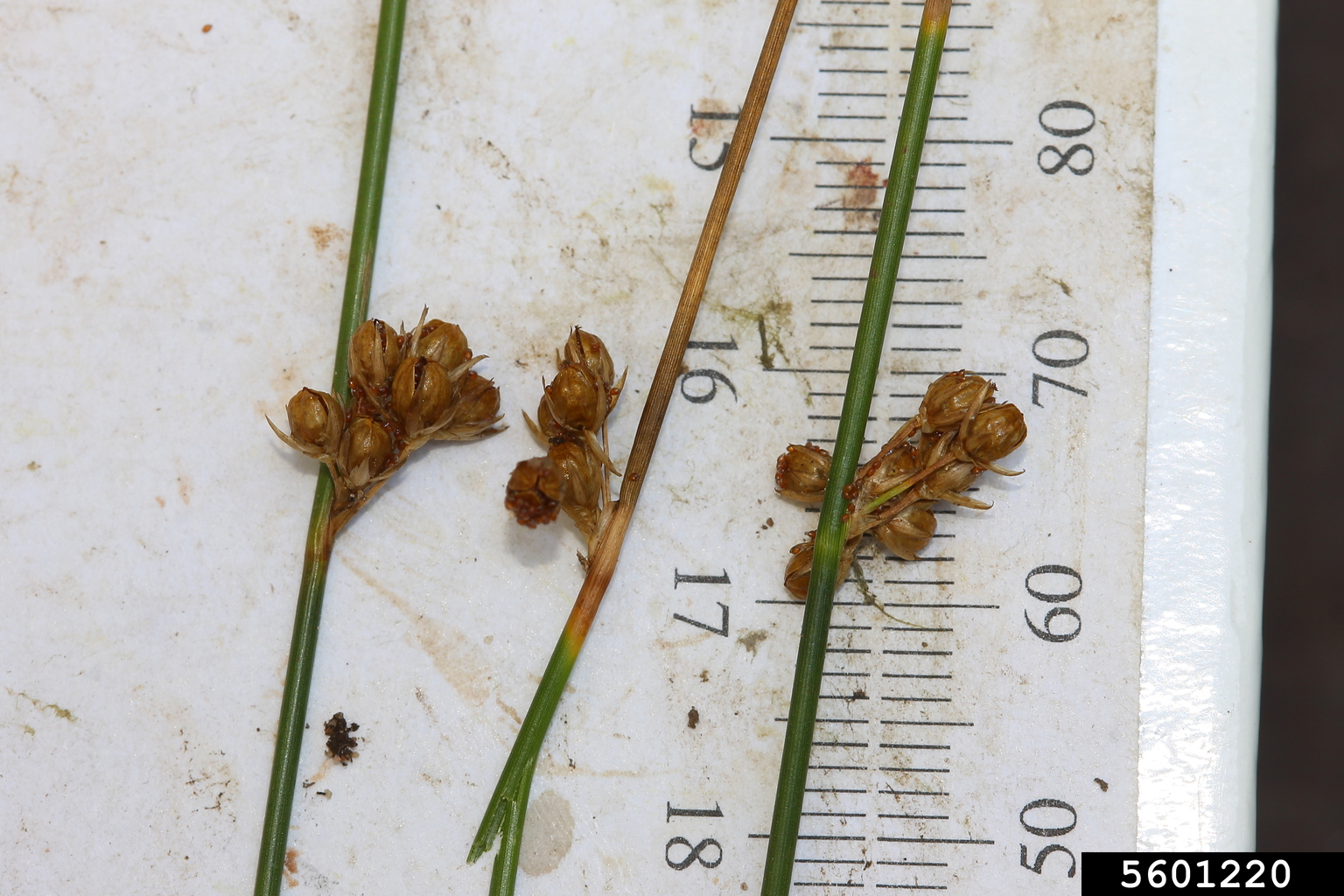 thread rush (Juncus filiformis L.)