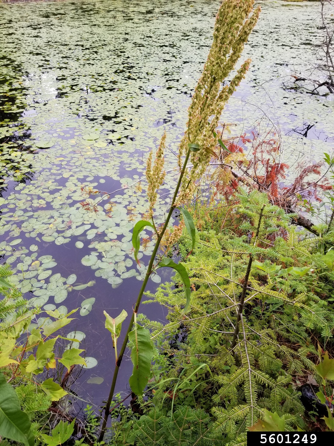 greater water dock (Rumex orbiculatus A. Gray)