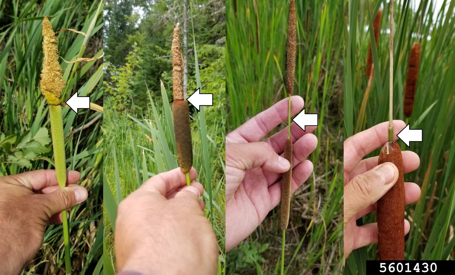 hybrid cattail (Typha x glauca Godr. [angustifolia x latifolia])