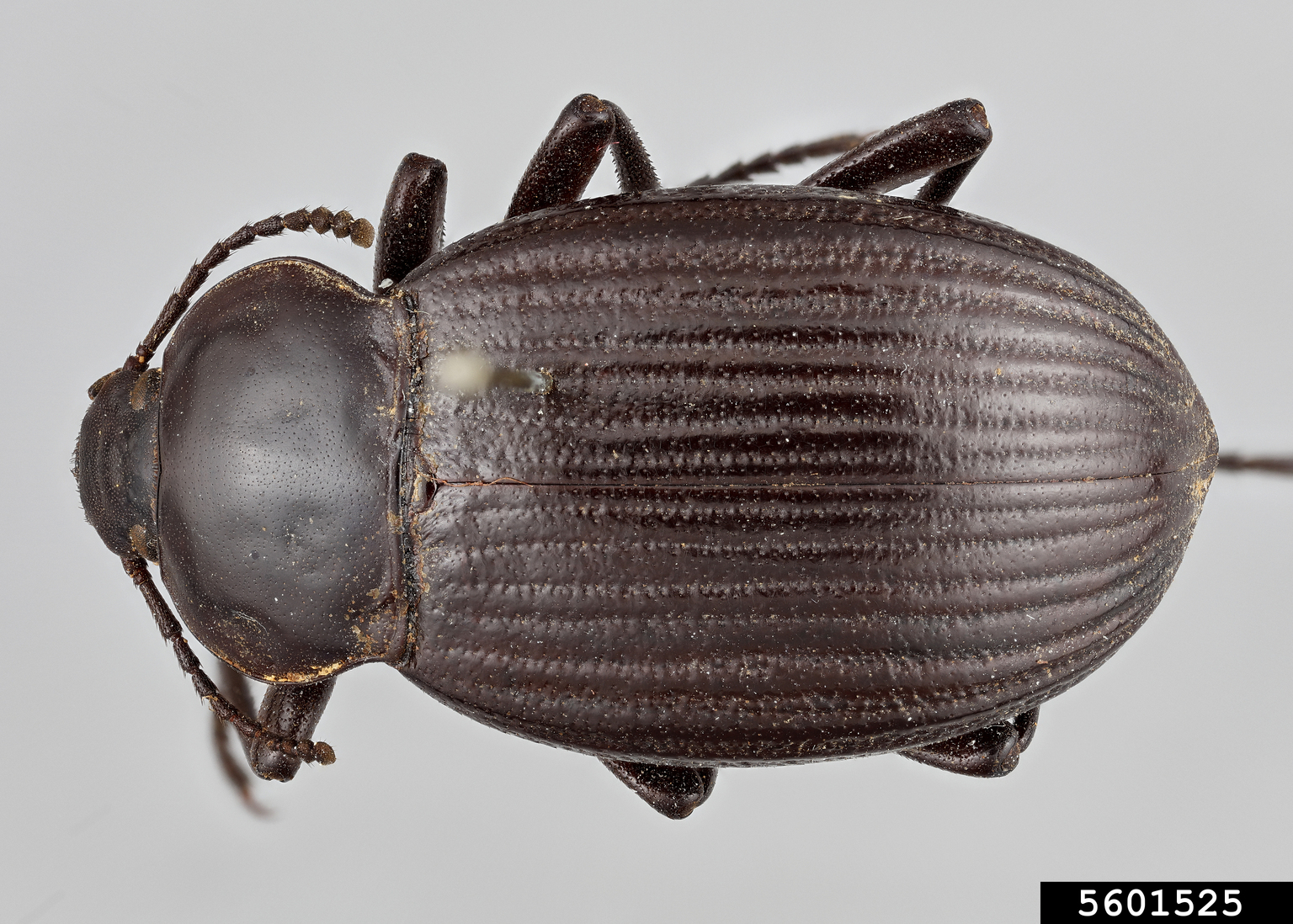 desert stink beetle (Eleodes pedinoides LeConte, 1858)