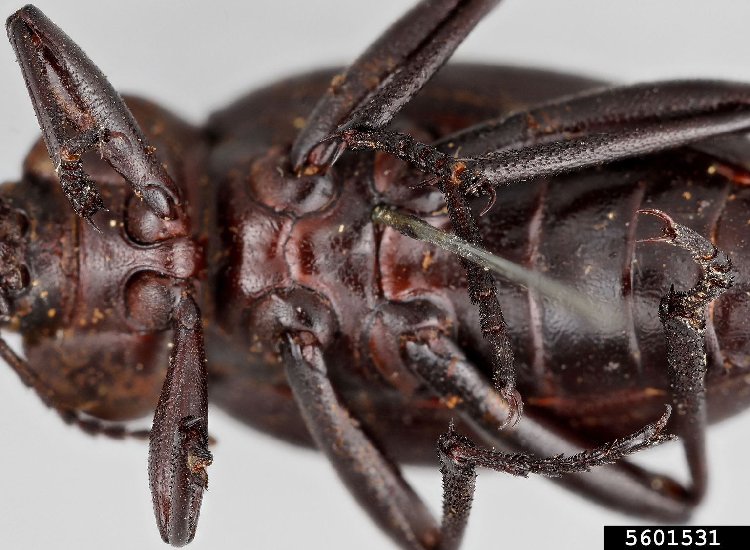 desert stink beetle (Eleodes pedinoides LeConte, 1858)