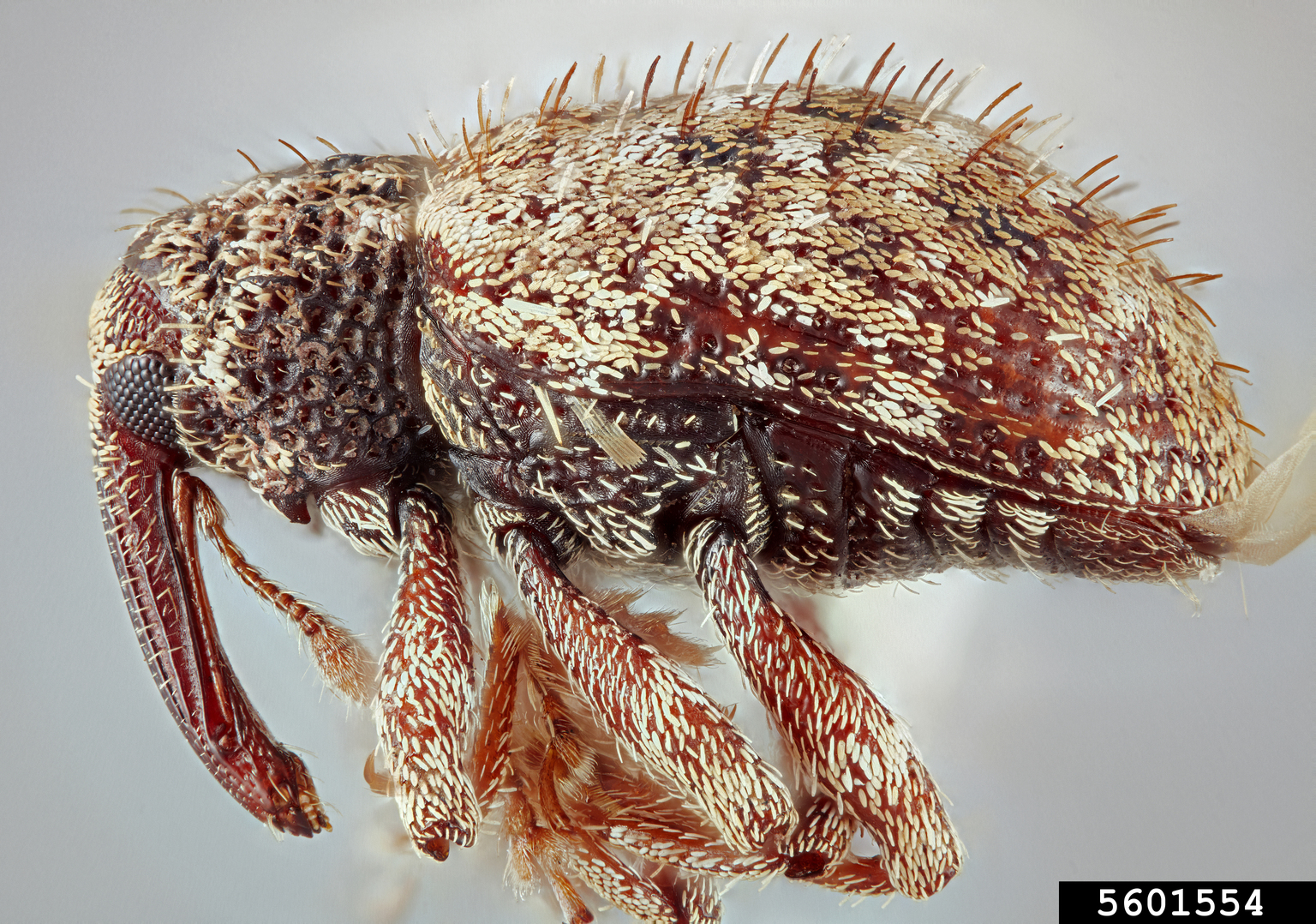 weevil (Conotrachelus erinaceus LeConte, 1876)