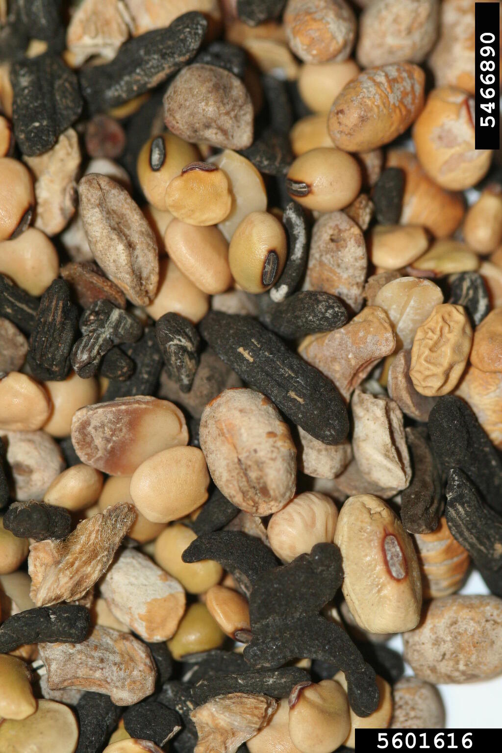 Sclerotinia timber rot (Sclerotinia sclerotiorum)