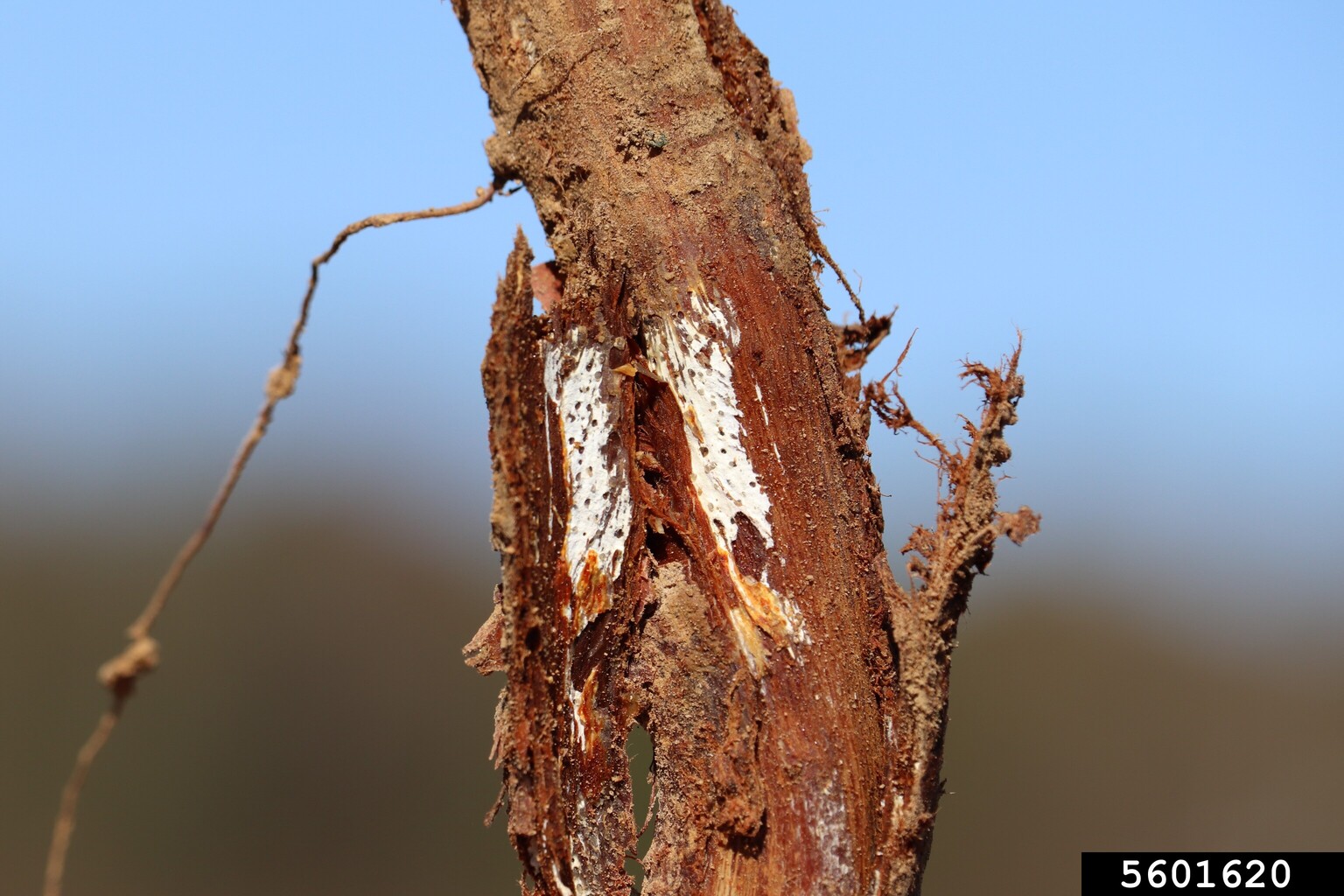 Armillaria root rots (Genus Armillaria (Fr.:Fr) Staude)