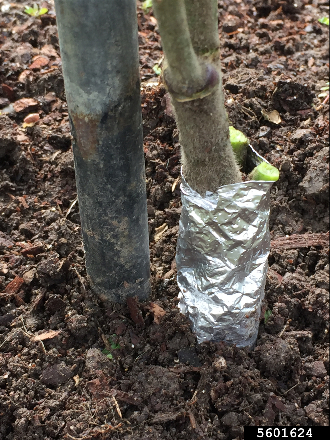 southern blight (Athelia rolfsii (Curzi) C.C. Tu & Kimbr.)