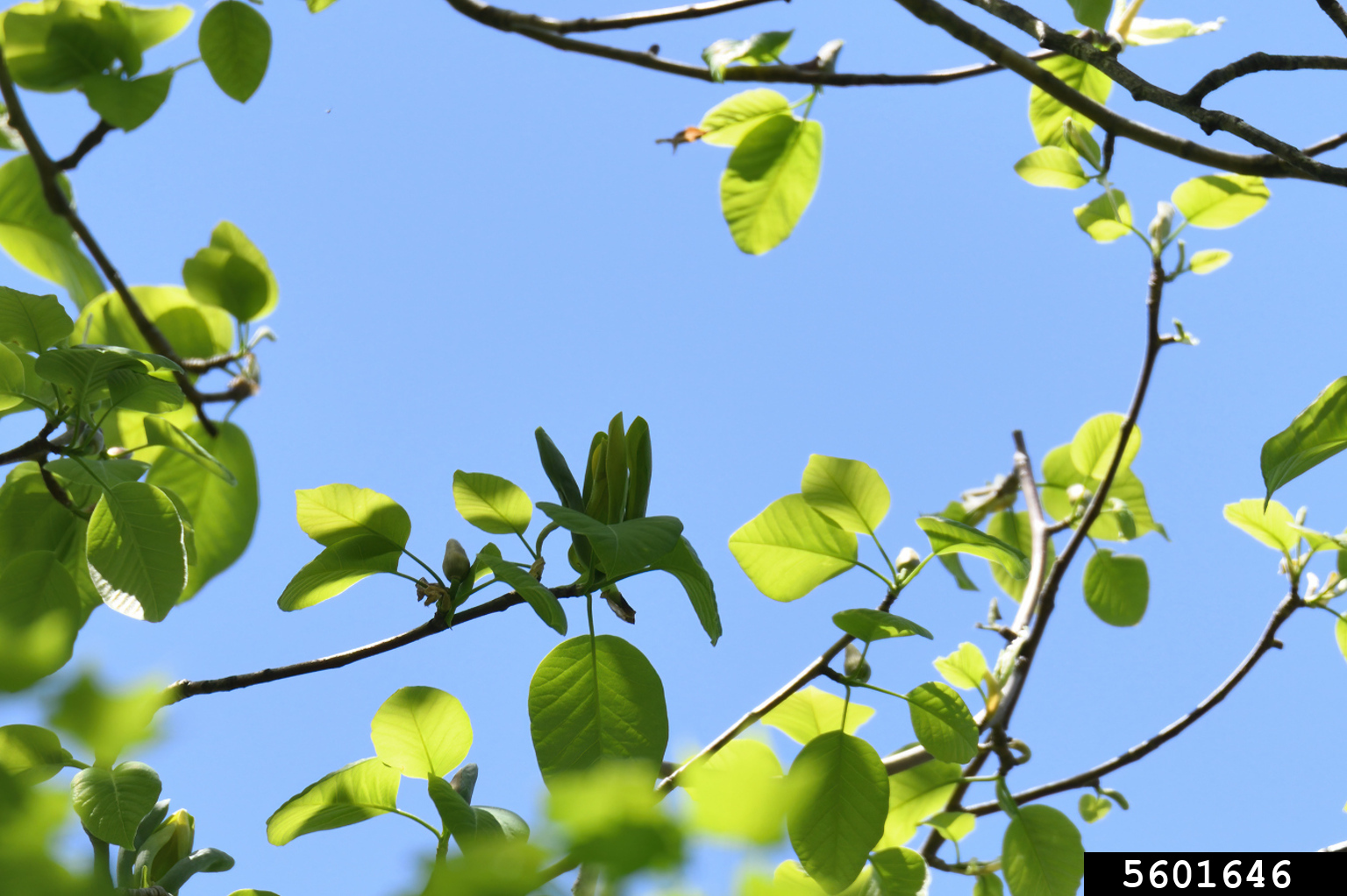 cucumber-tree (Magnolia acuminata)