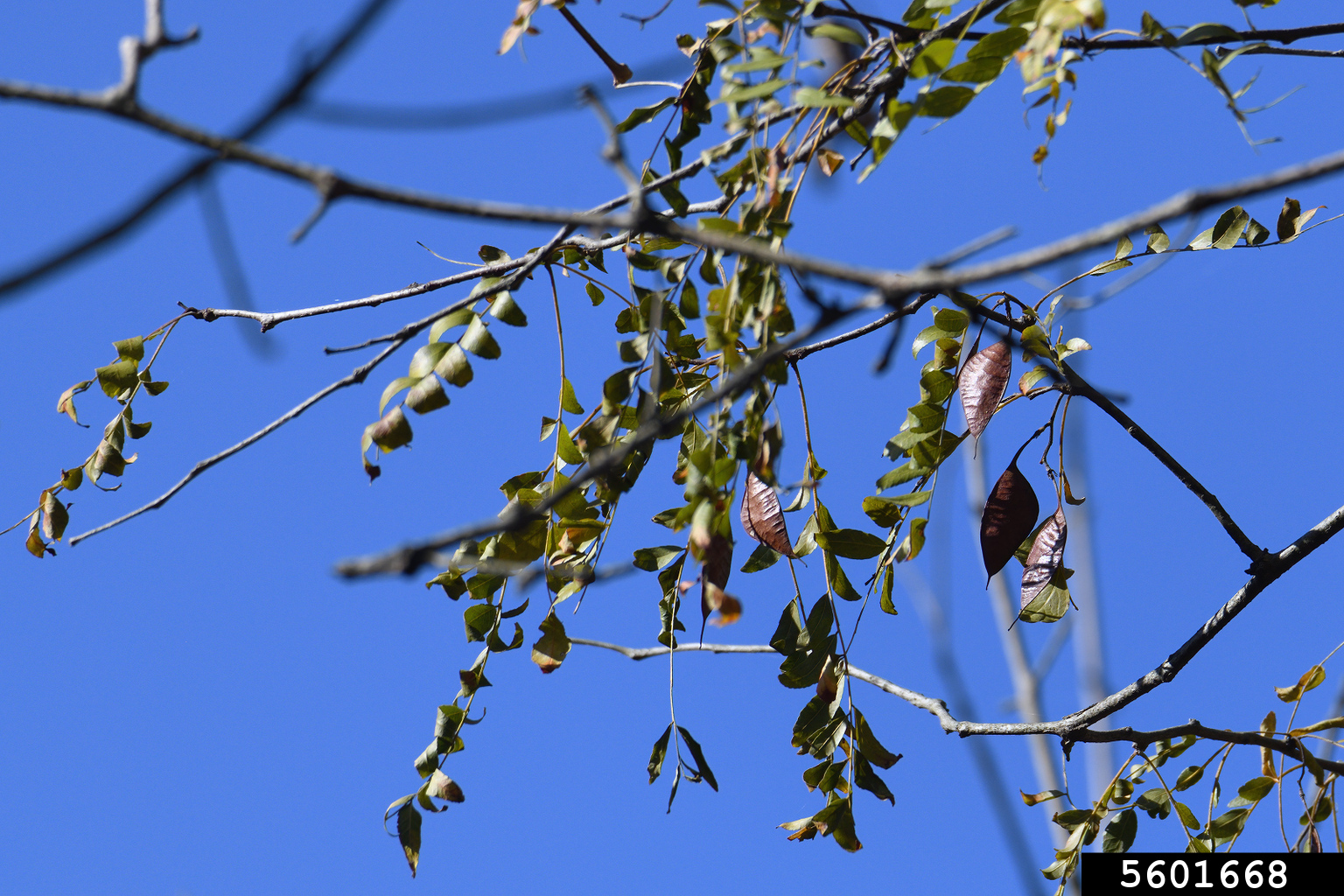 water locust (Gleditsia aquatica Marsh.)