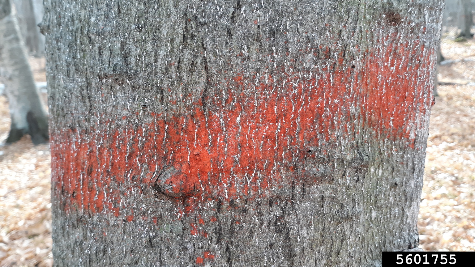 beech scale (Cryptococcus fagisuga)