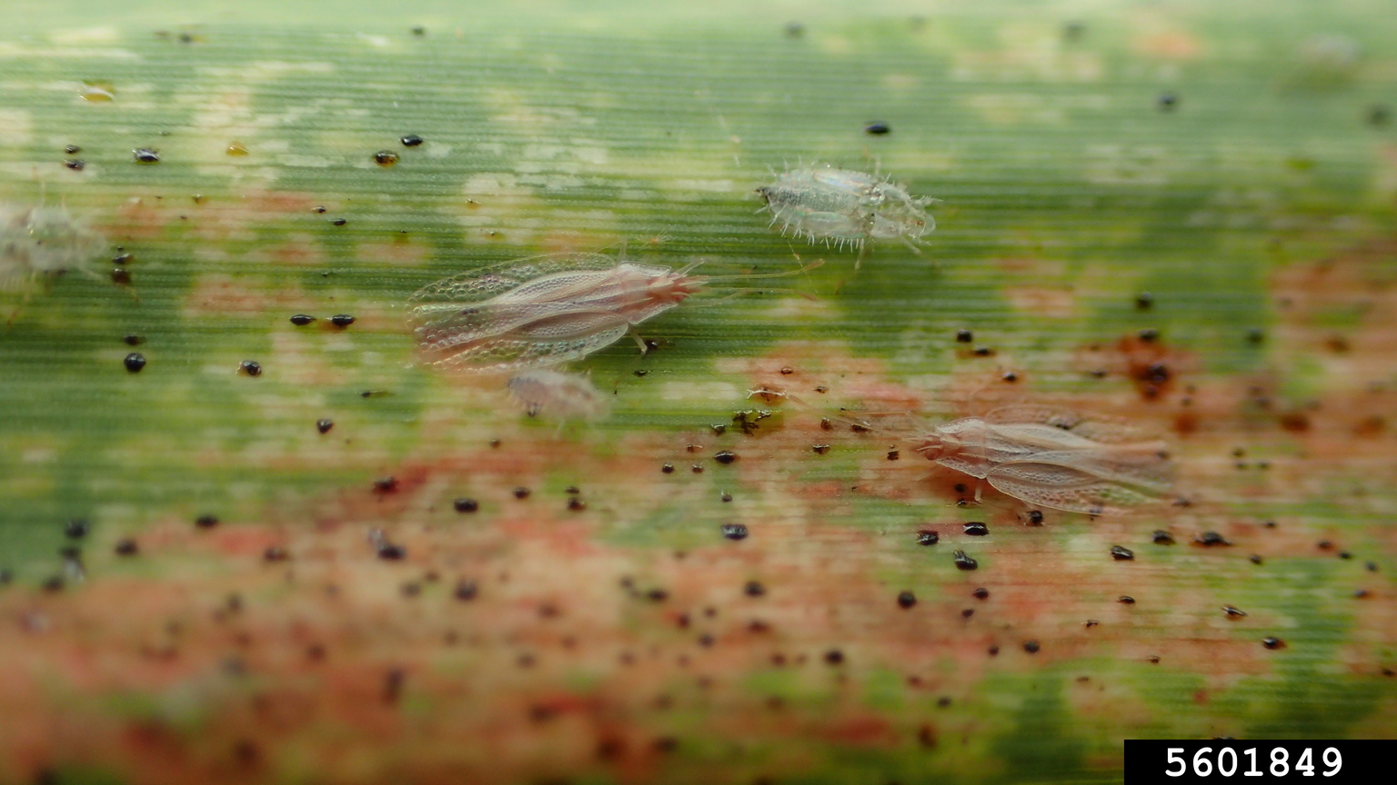 sugarcane lace bug (Leptodictya tabida (Herrich-Schaeffer))
