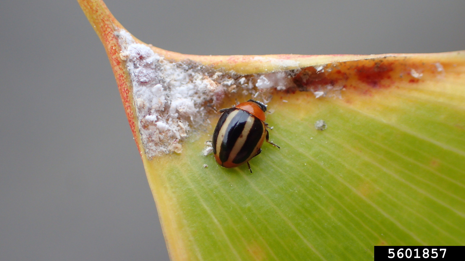 threestriped lady beetle (Brumoides suturalis)
