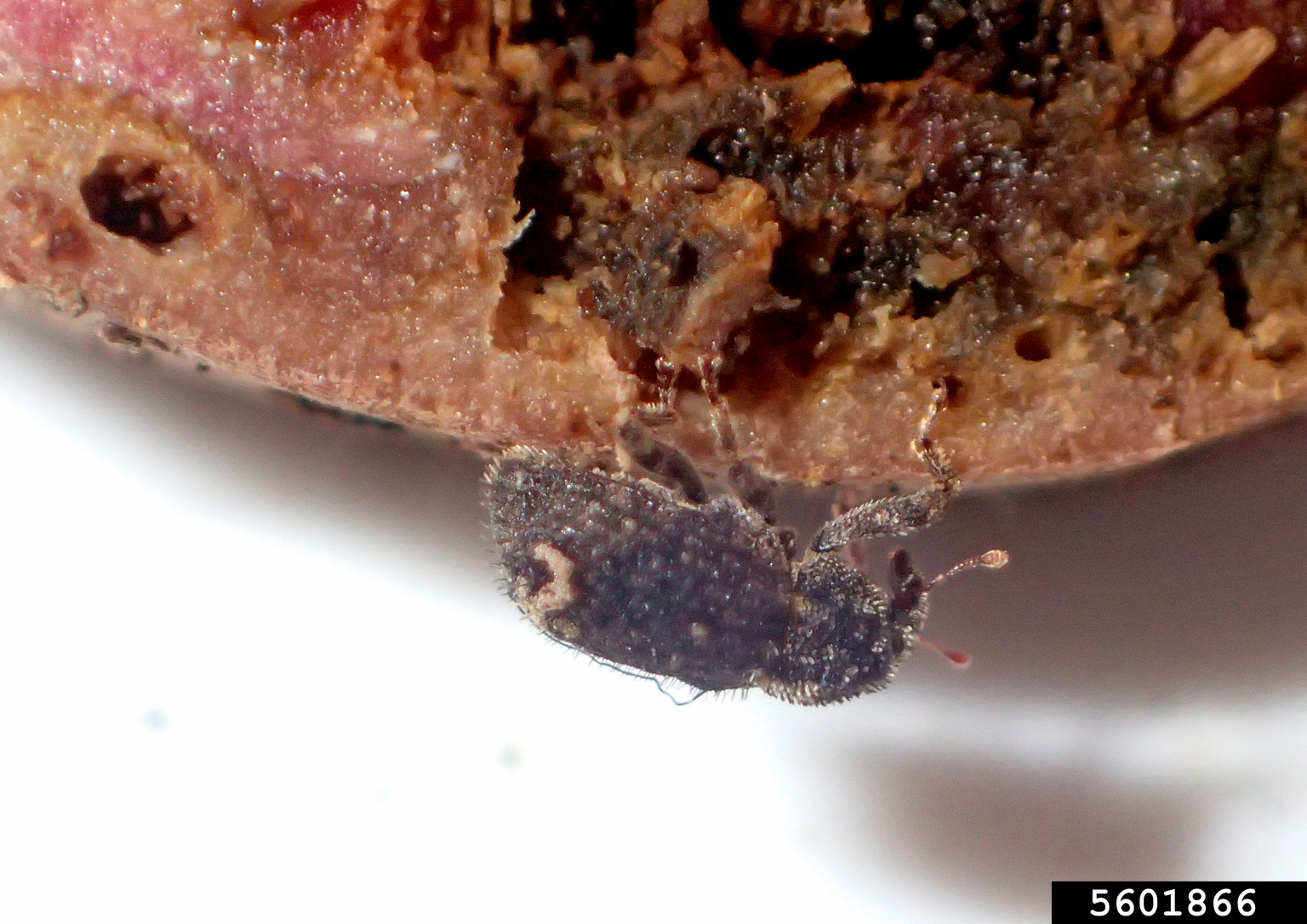 West Indian sweetpotato weevil (Euscepes postfasciatus)