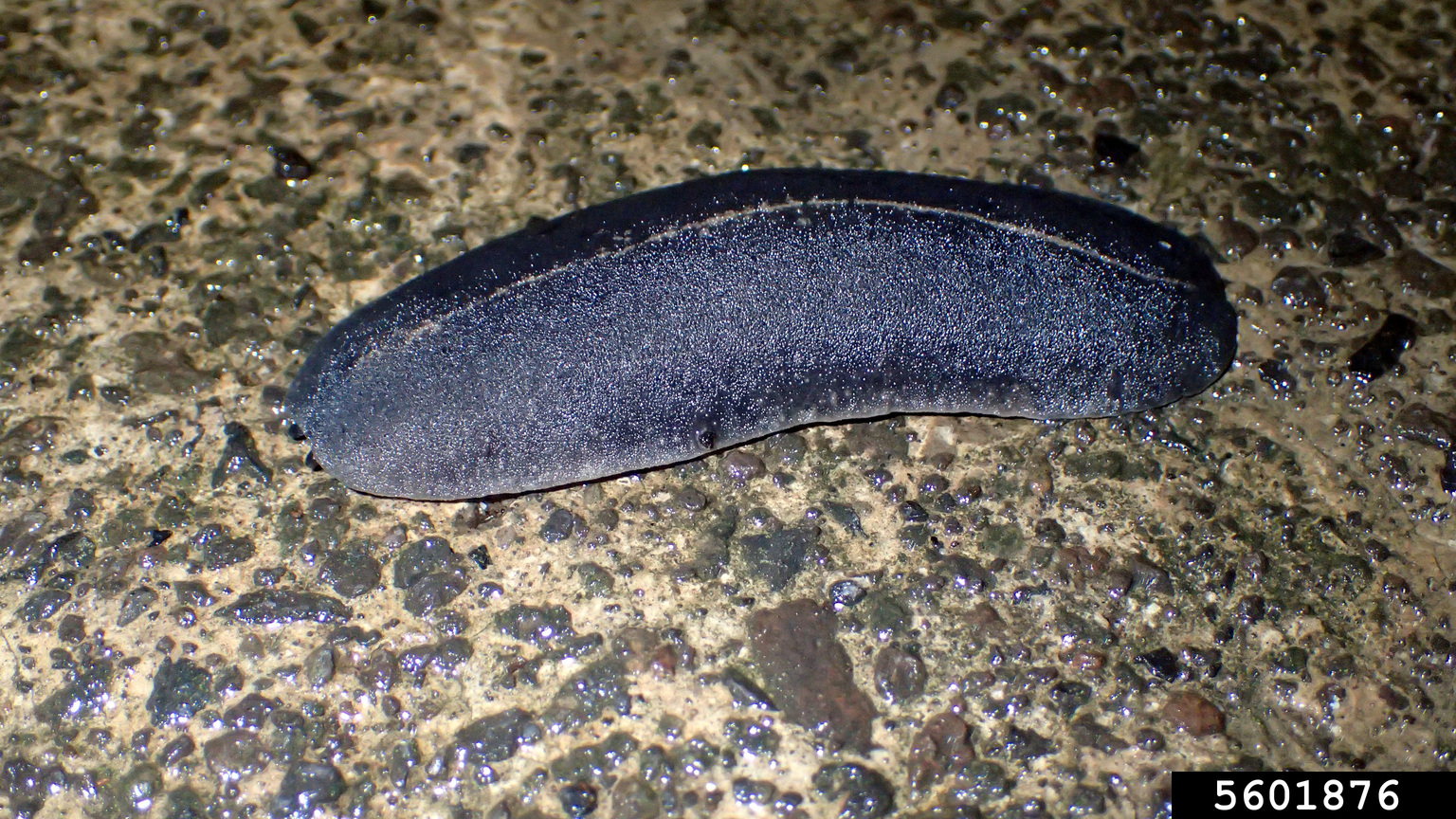 Paraguayan black velvet leatherleaf slug (Belocaulus angustipes ...