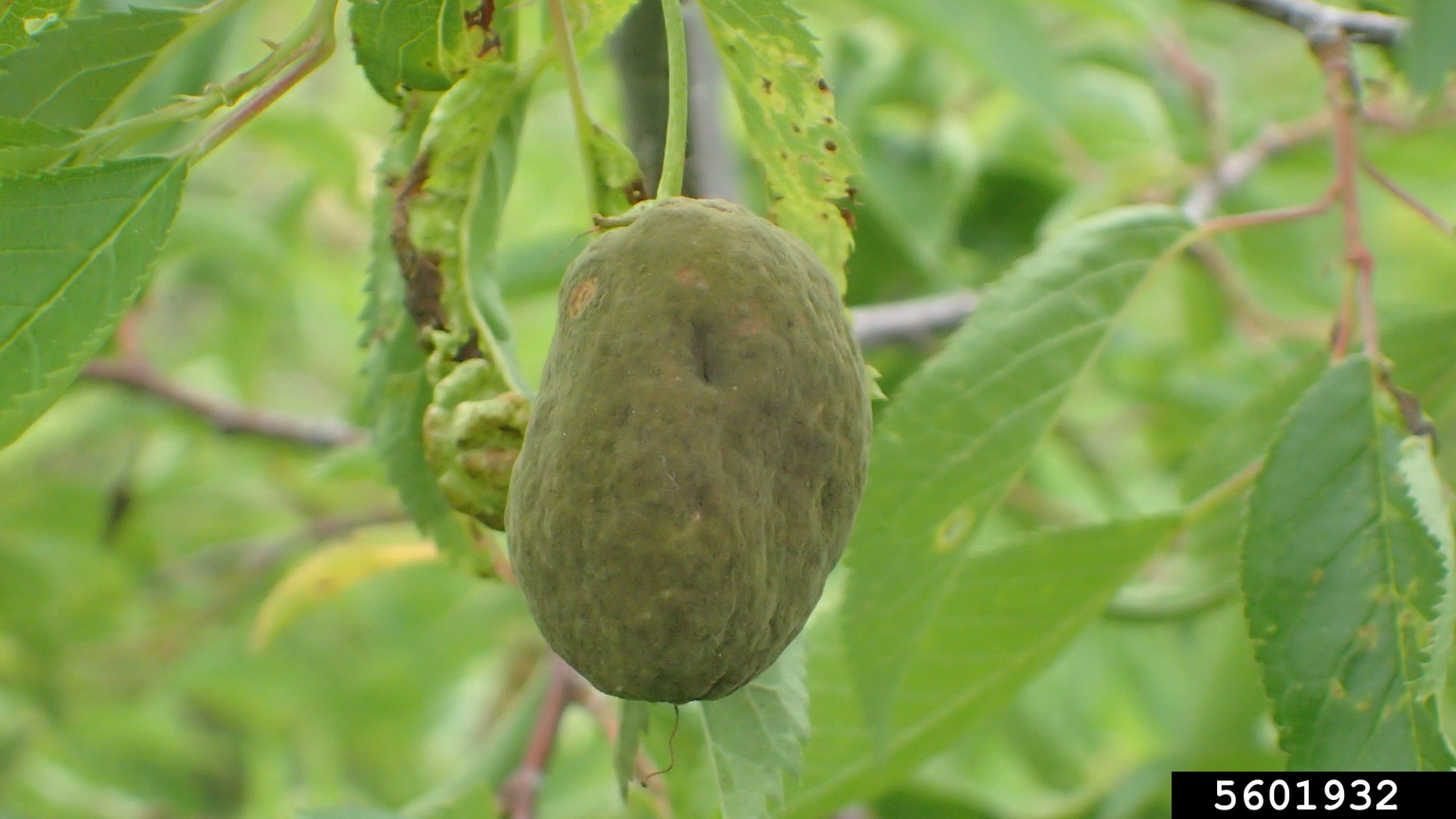 leaf curl (Taphrina communis)