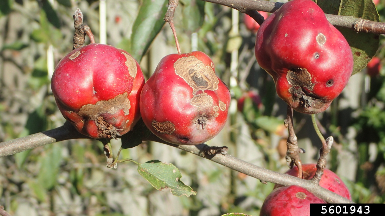 apple scab (Venturia inaequalis (Cooke) G. Wint.)