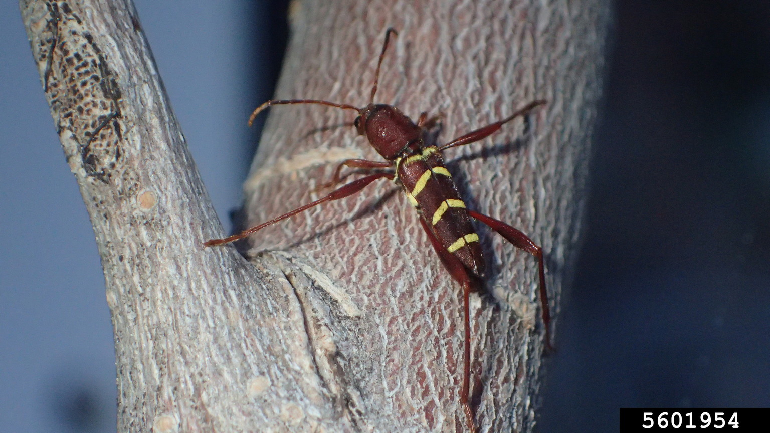 redheaded ash borer (Neoclytus acuminatus (Fabricius, 1775))