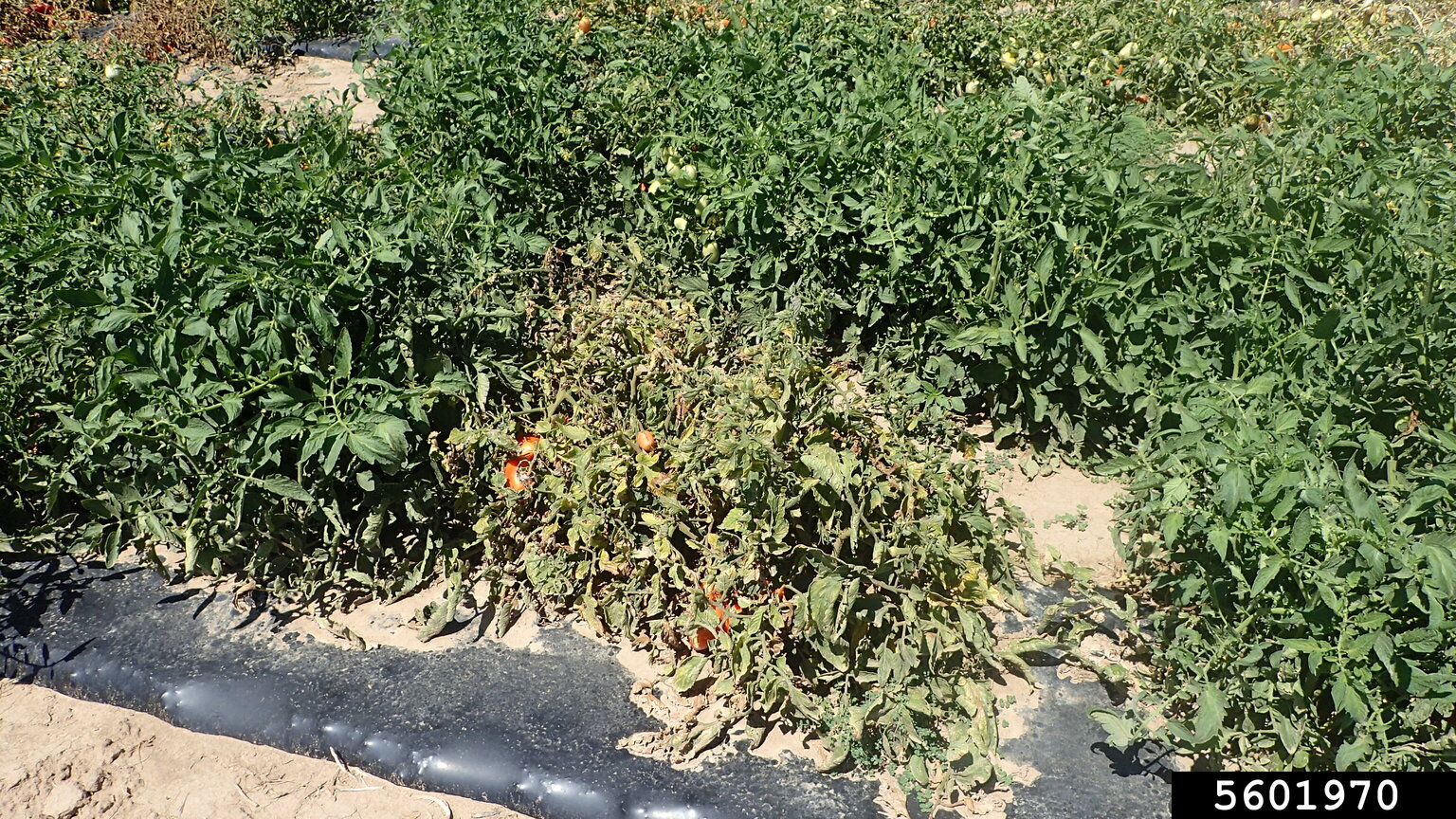 beet curly top virus (BCTV) (Hybrigeminivirus Beet curly top virus)