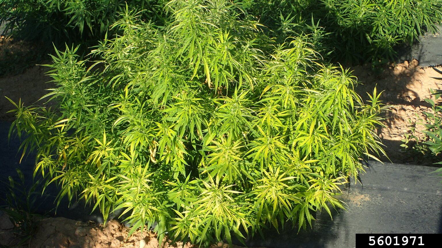 beet curly top virus (BCTV) (Hybrigeminivirus Beet curly top virus)