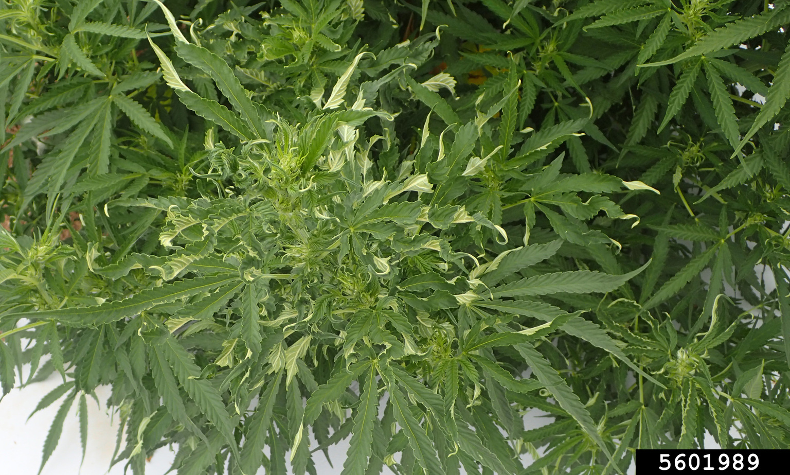 beet curly top virus (BCTV) (Hybrigeminivirus Beet curly top virus)