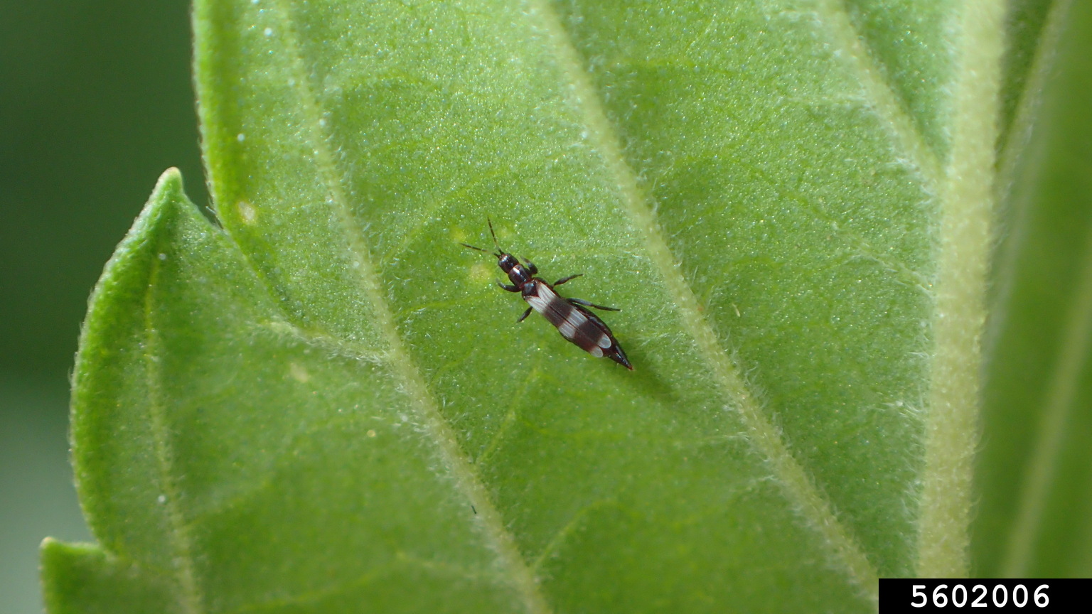 banded thrips (Genus Aeolothrips Haliday, 1836)