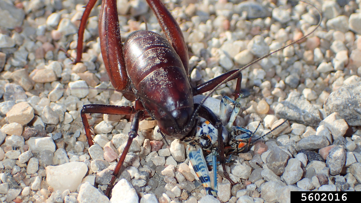 robust camel cricket (Udeopsylla robusta (Haldeman, 1850))