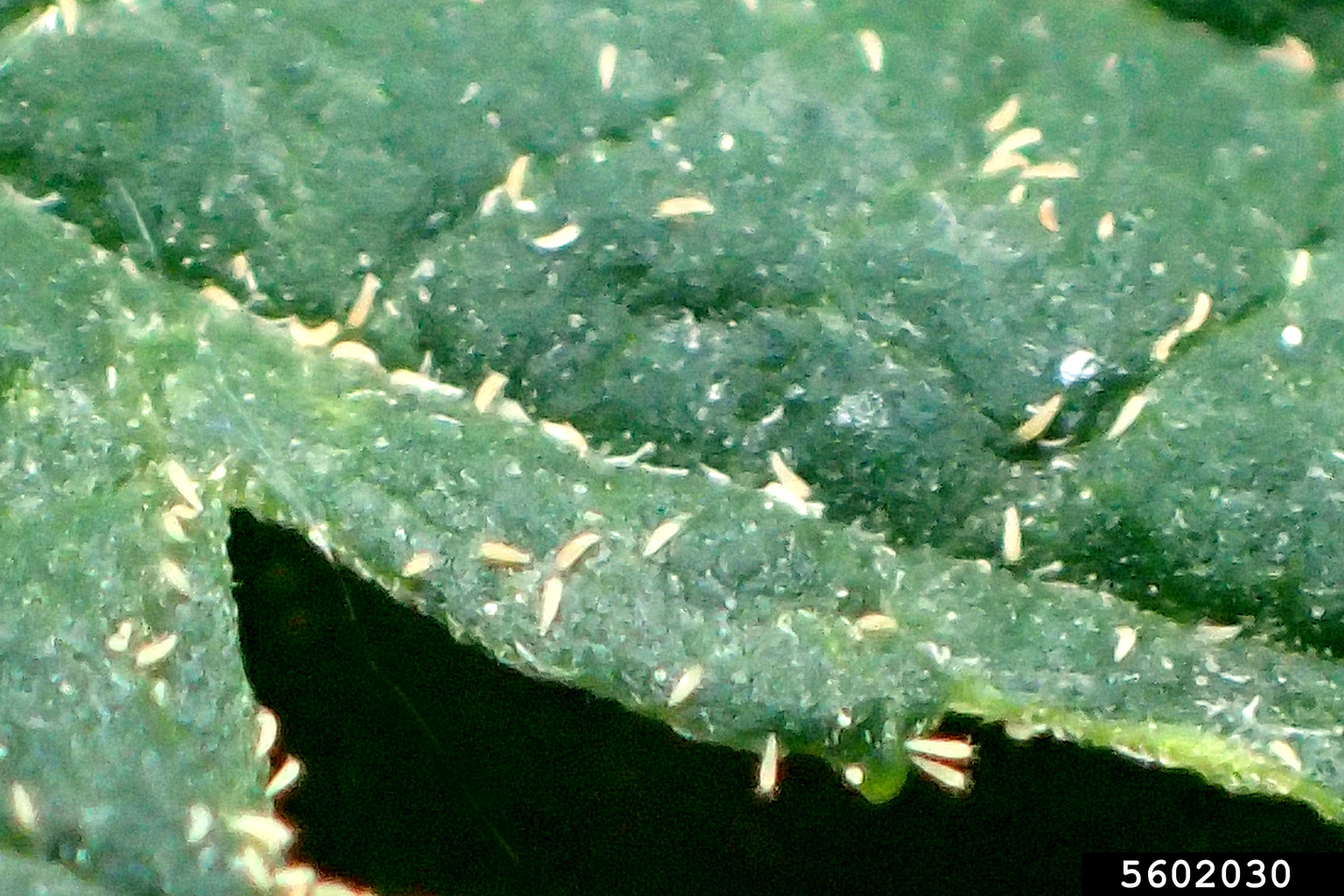 hemp russet mite (Aculops cannabicola)