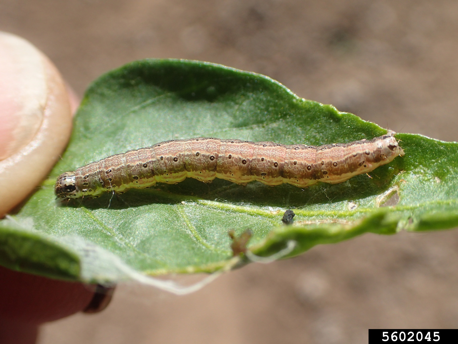 alfalfa webworm (Loxostege cereralis)