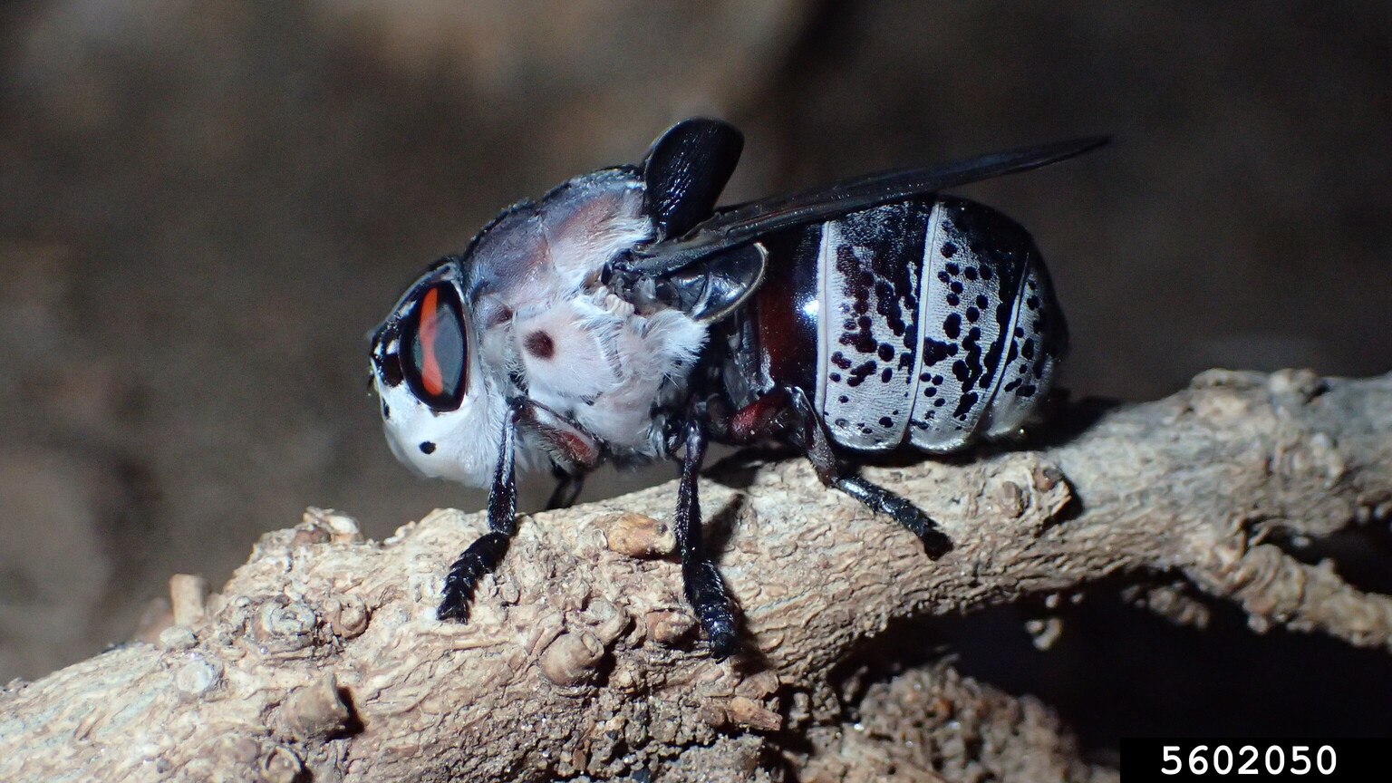 rabbit bot fly (Cuterebra lepusculi Townsend, 1897)