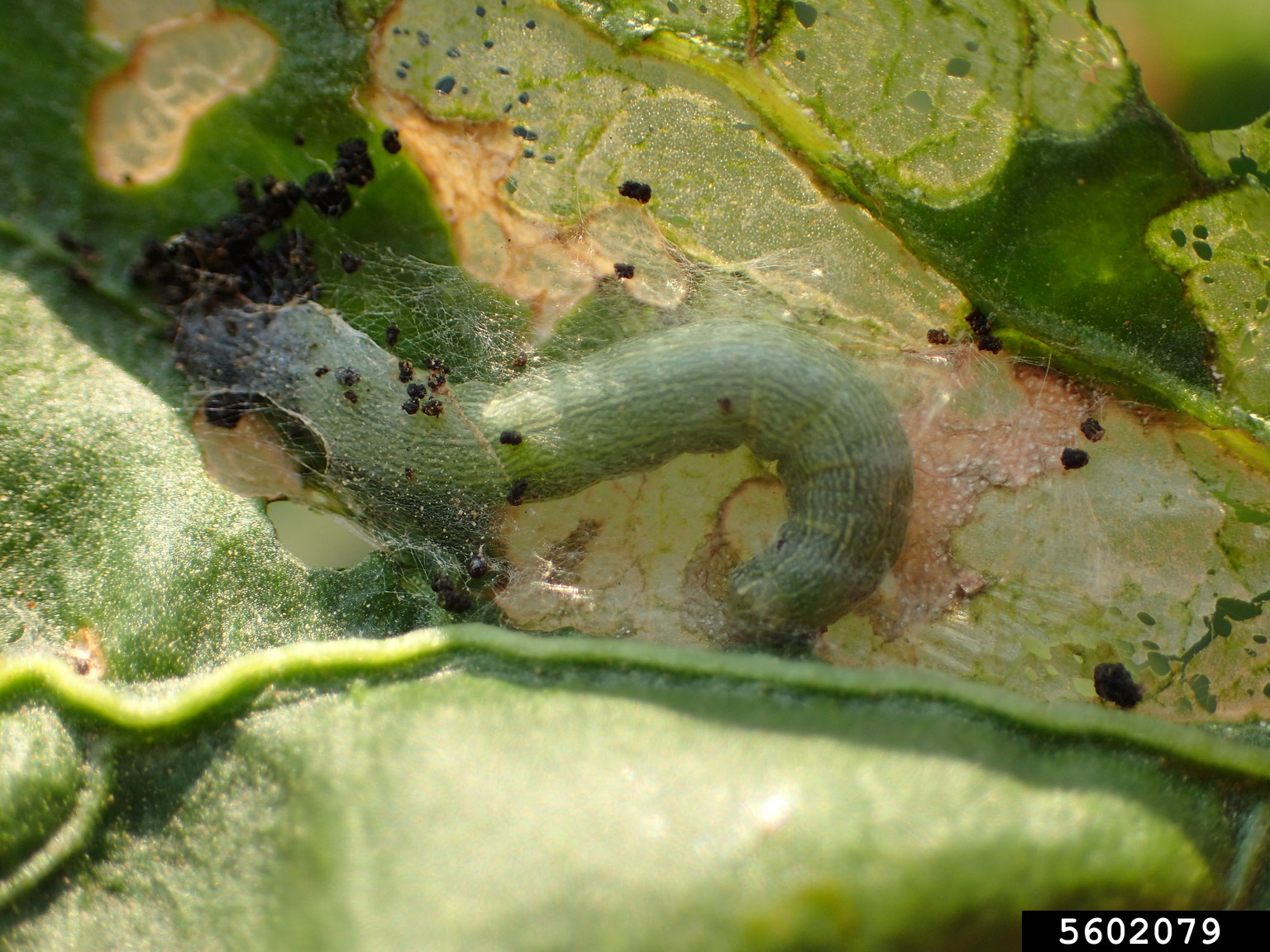beet armyworm (Spodoptera exigua (Hubner))