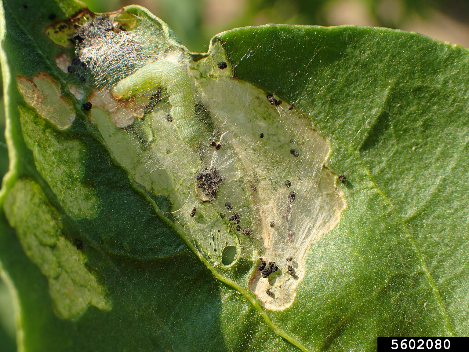 beet armyworm (Spodoptera exigua (Hubner))