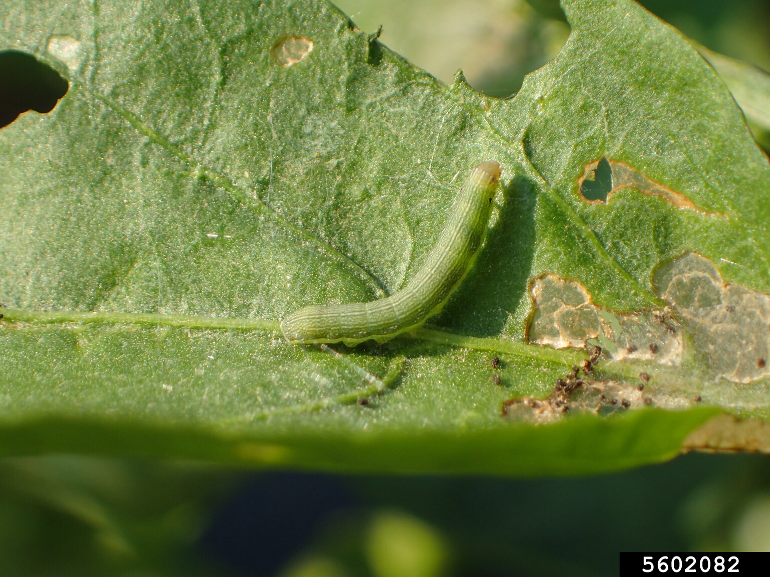 beet armyworm (Spodoptera exigua)