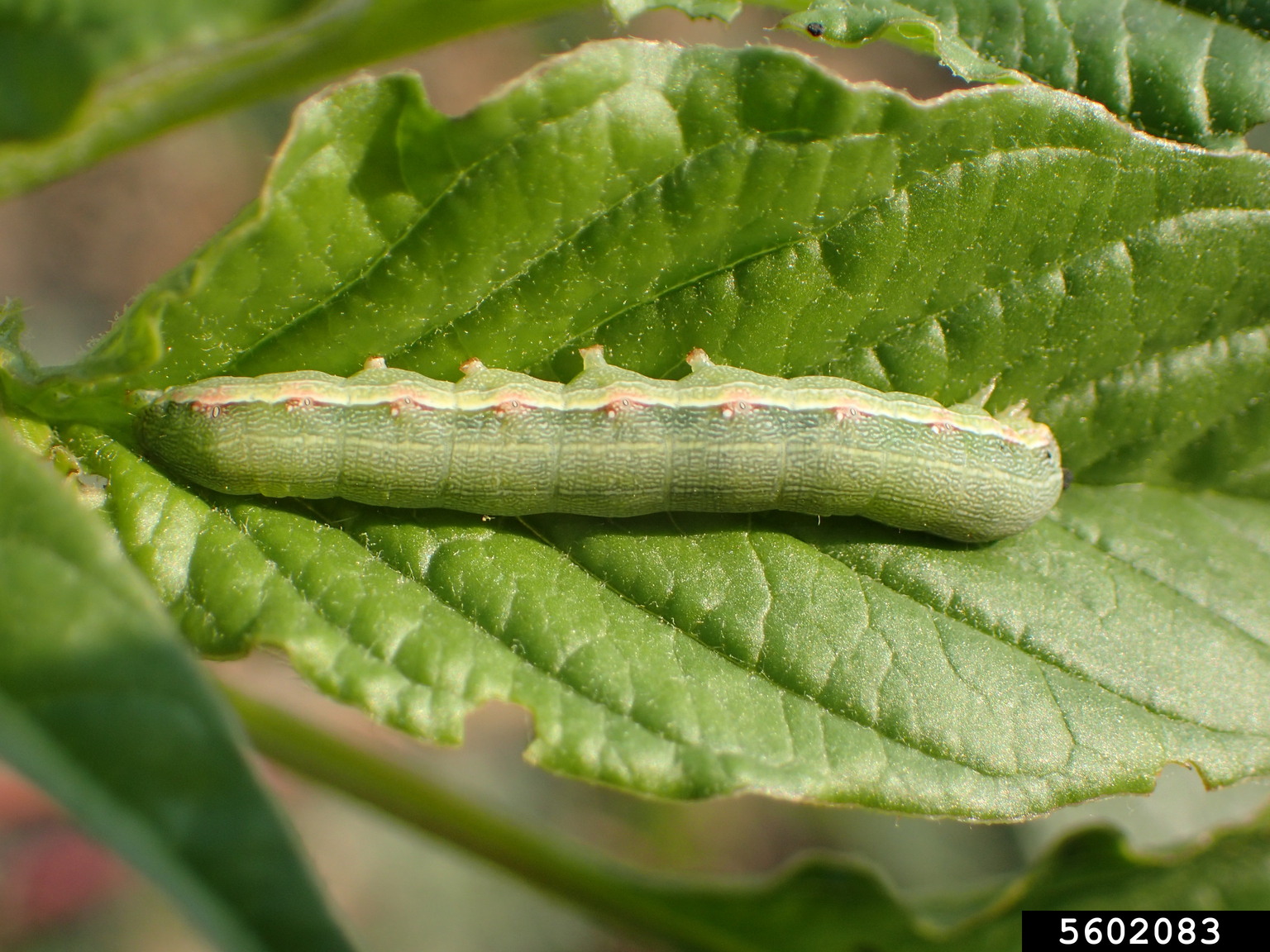 beet armyworm (Spodoptera exigua (Hubner))