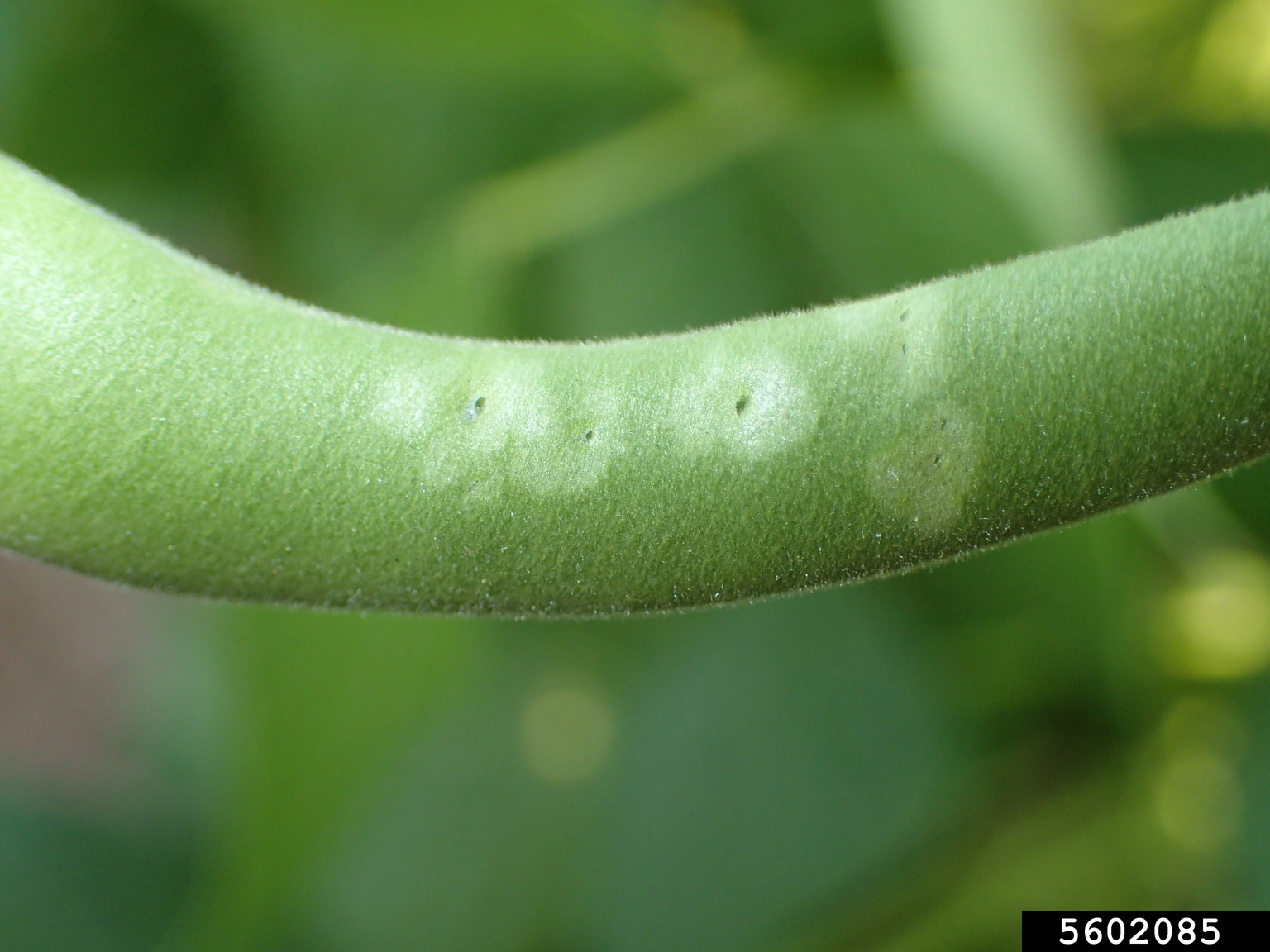 western flower thrips (Frankliniella occidentalis)