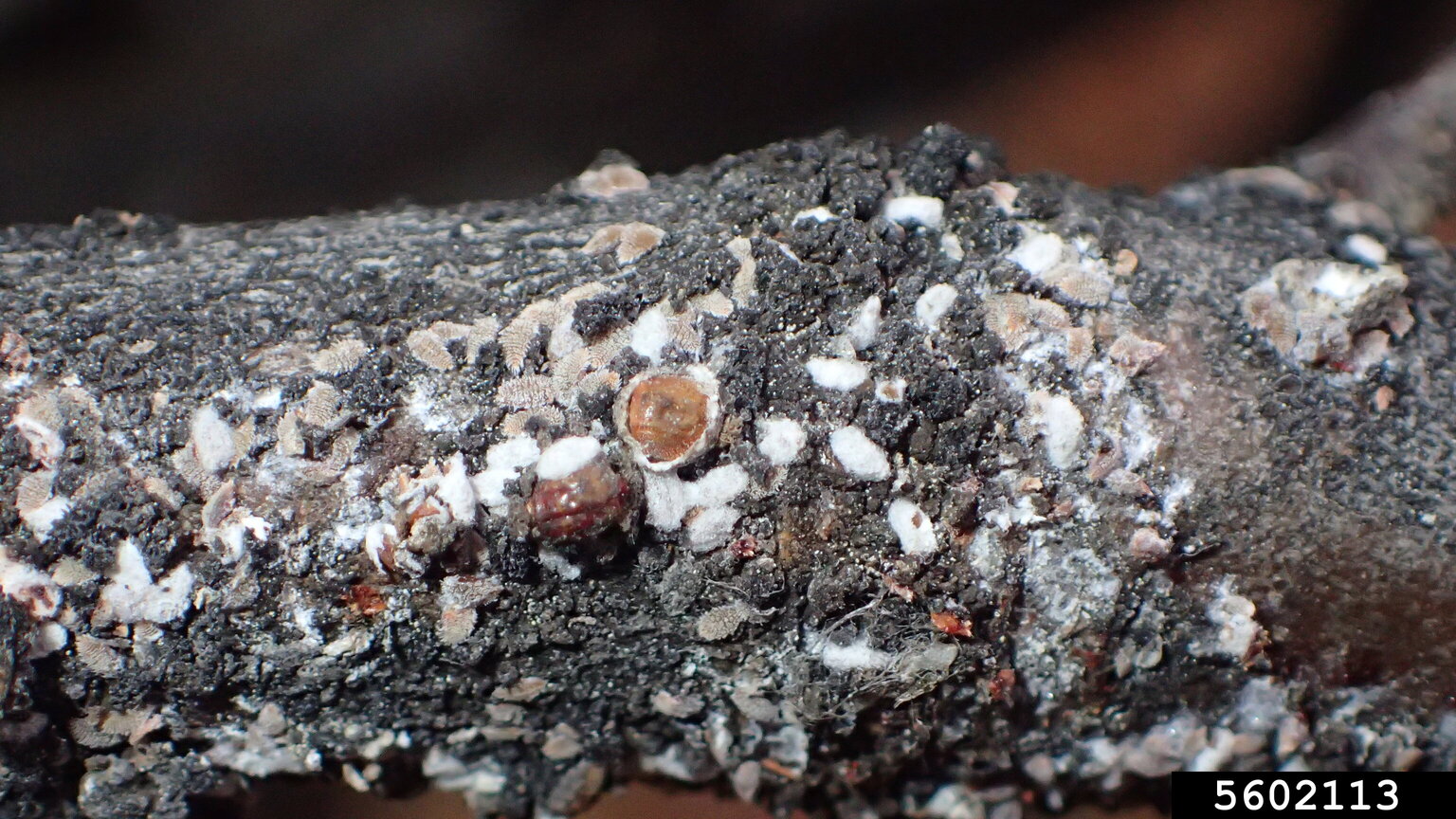 European elm scale (Gossyparia spuria Modeer 1778)