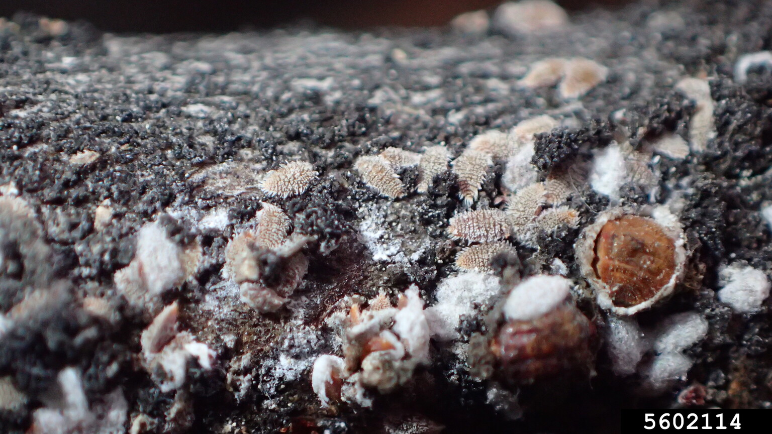 European elm scale (Gossyparia spuria Modeer 1778)