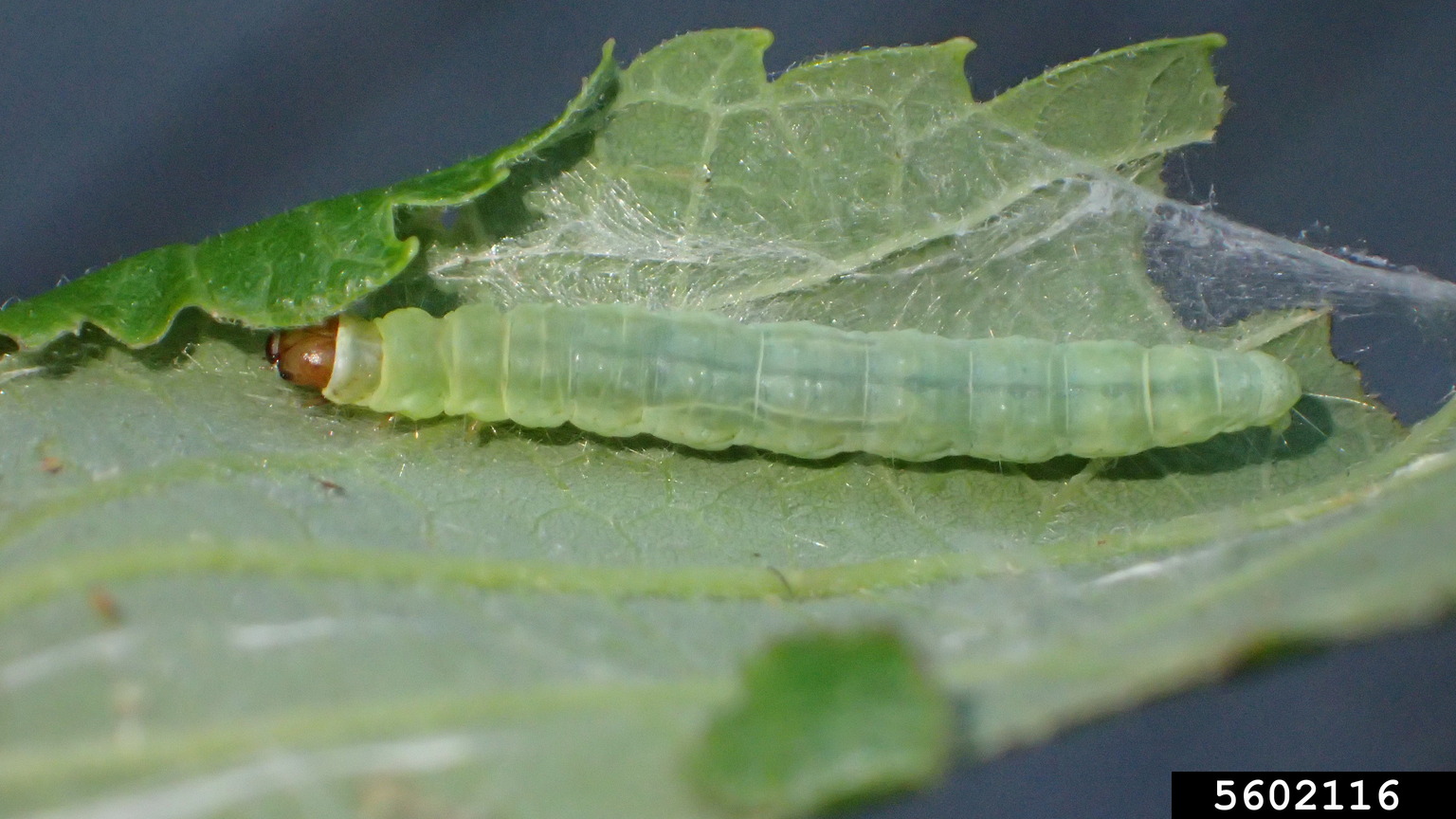 fruittree leafroller (Archips argyrospila (Walker))