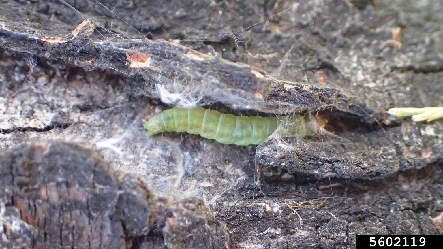 fruittree leafroller (Archips argyrospila (Walker))