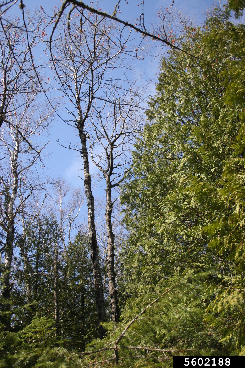 quaking aspen (Populus tremuloides Michx.)