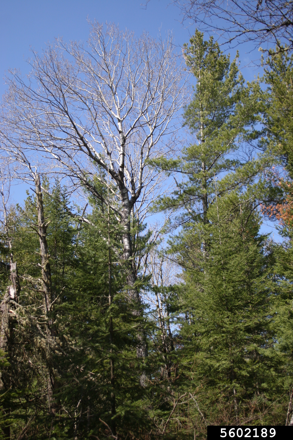 quaking aspen (Populus tremuloides Michx.)