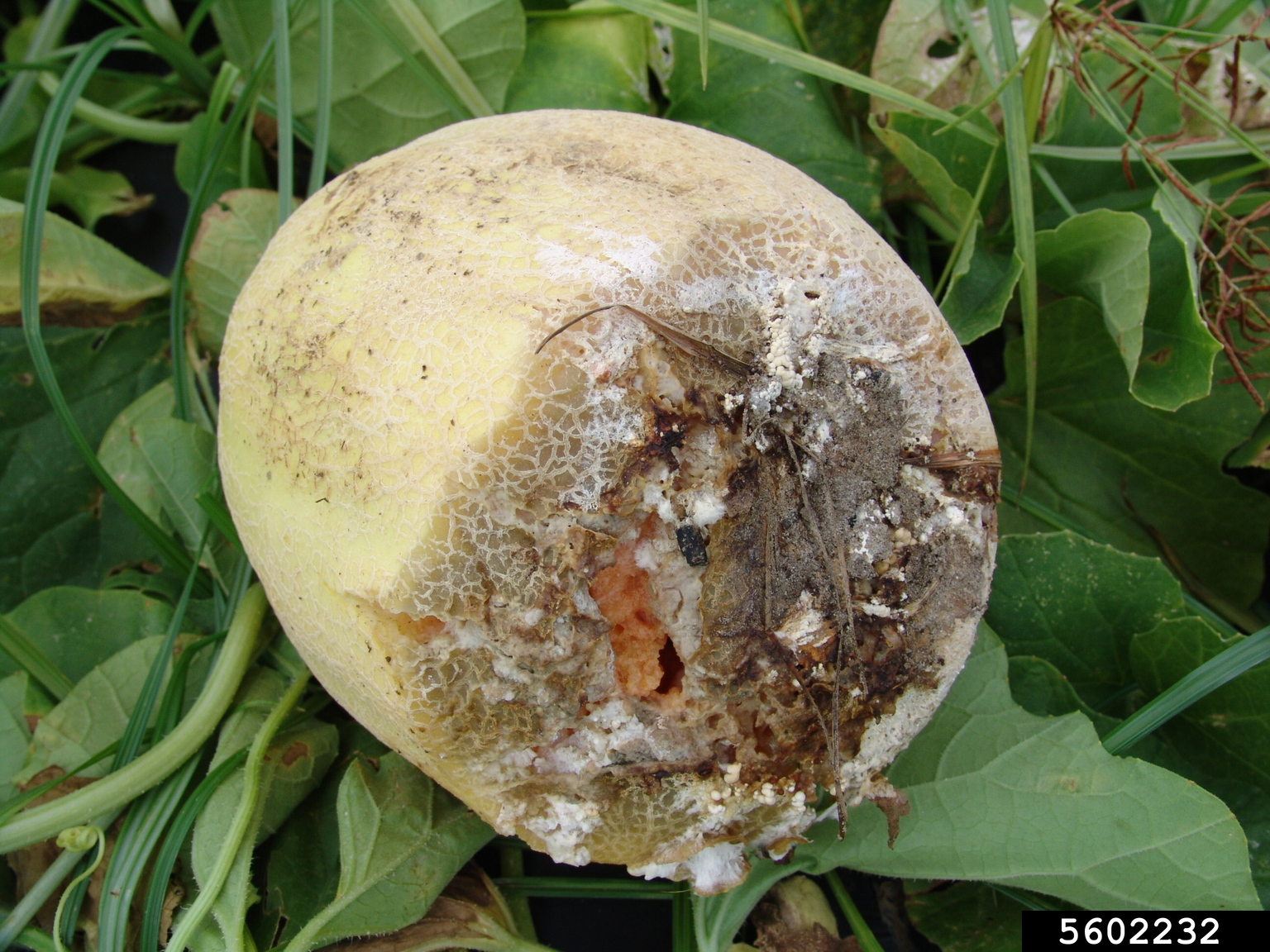 sour rot (Geotrichum candidum Link)