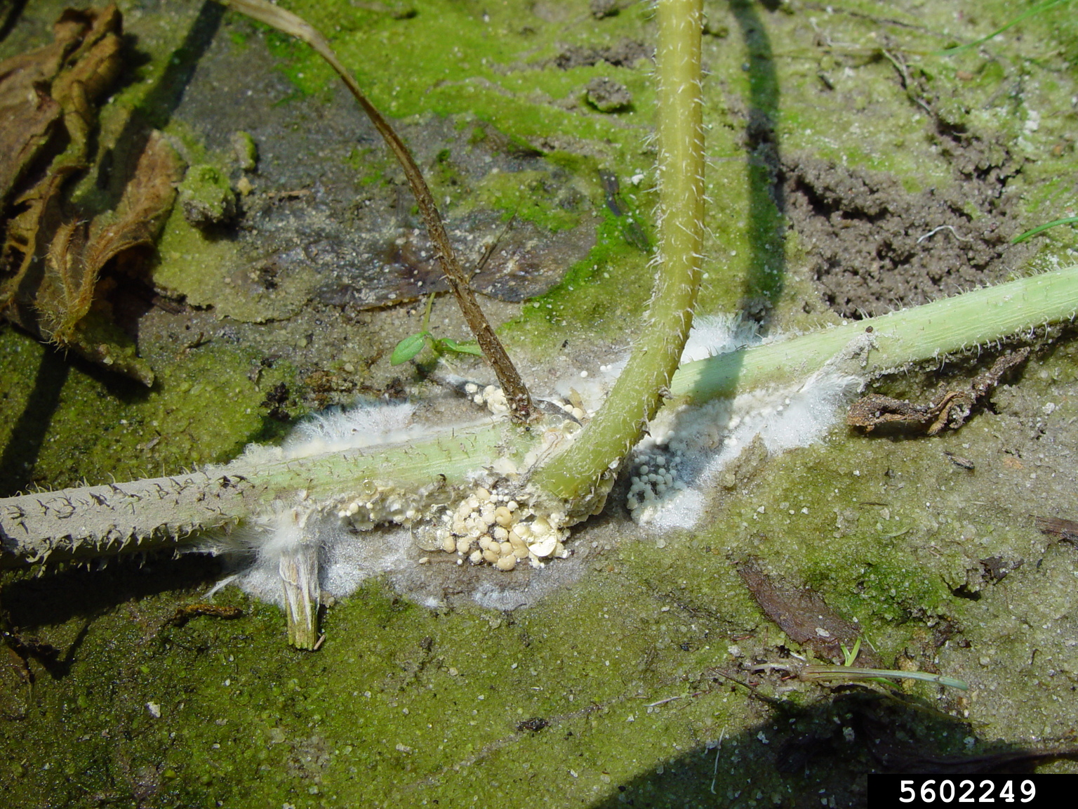southern blight (Athelia rolfsii)