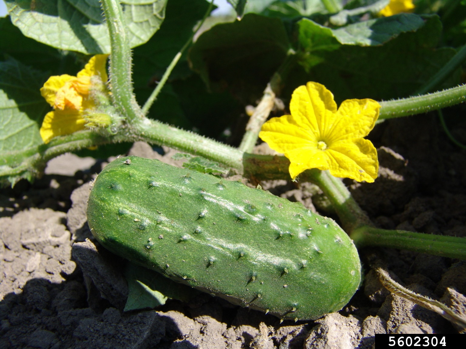 cucumber (Cucumis sativus)