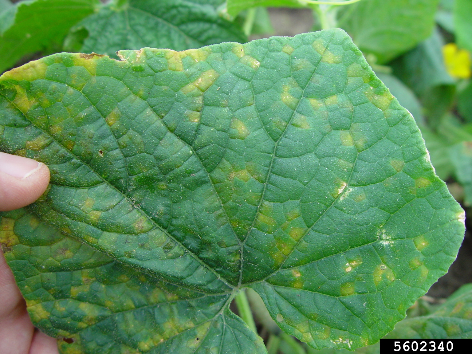 cucurbit downy mildew (Pseudoperonospora cubensis)