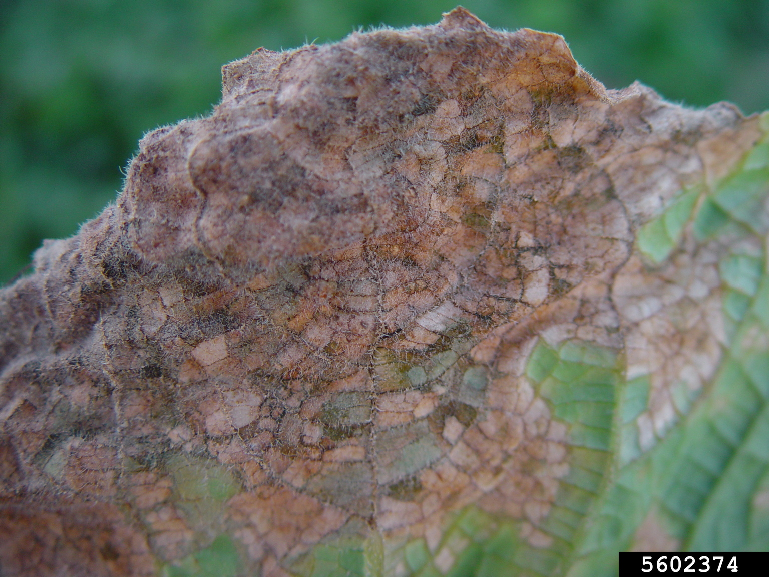cucurbit downy mildew (Pseudoperonospora cubensis)