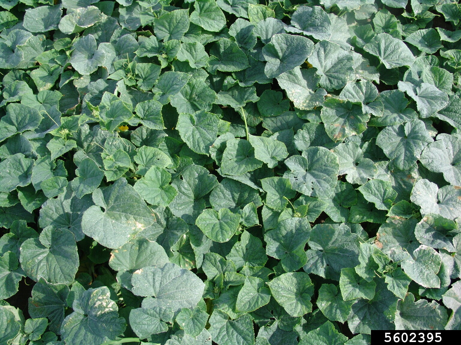 cucumber (Cucumis sativus L.)