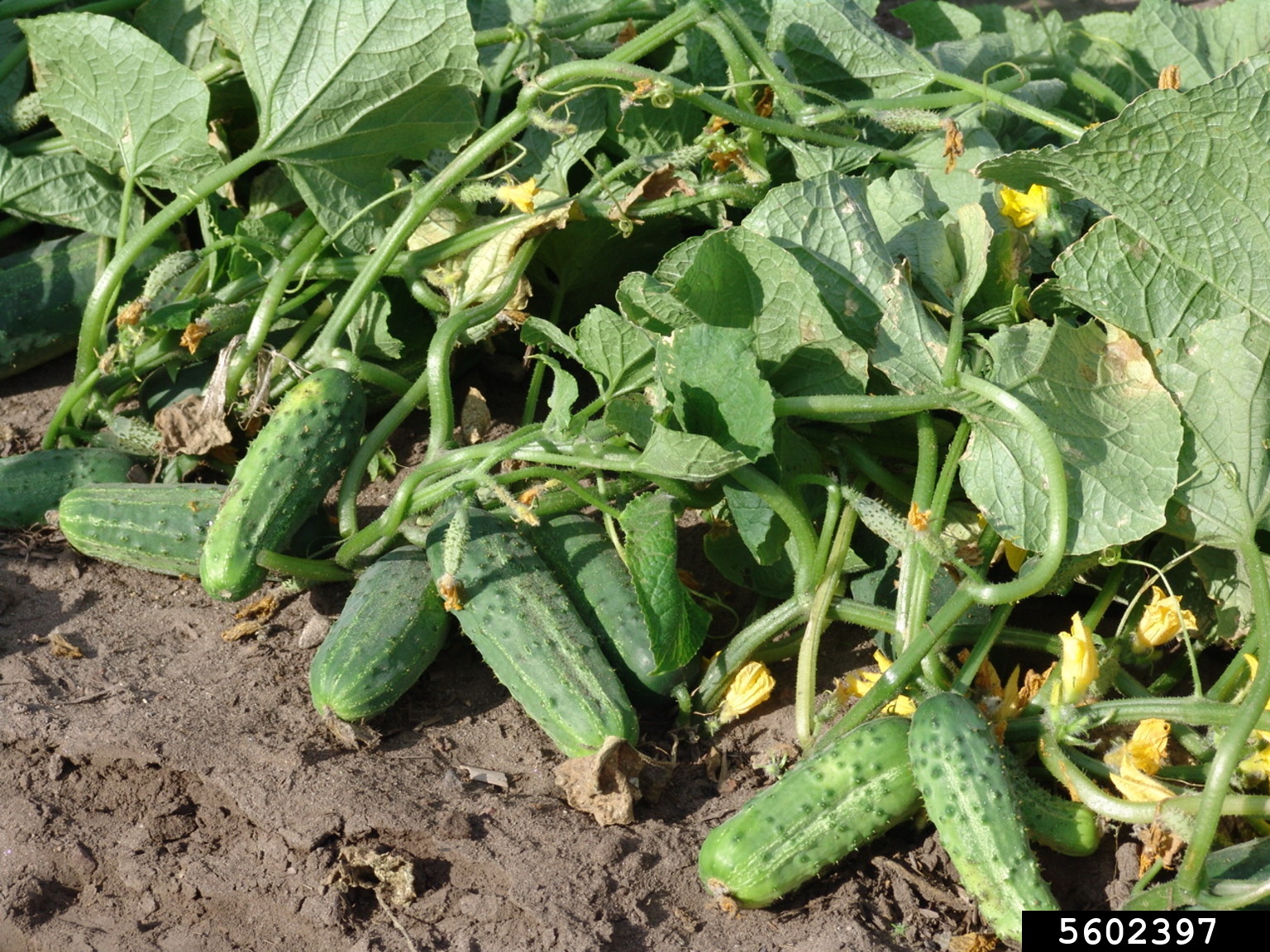 cucumber (Cucumis sativus)