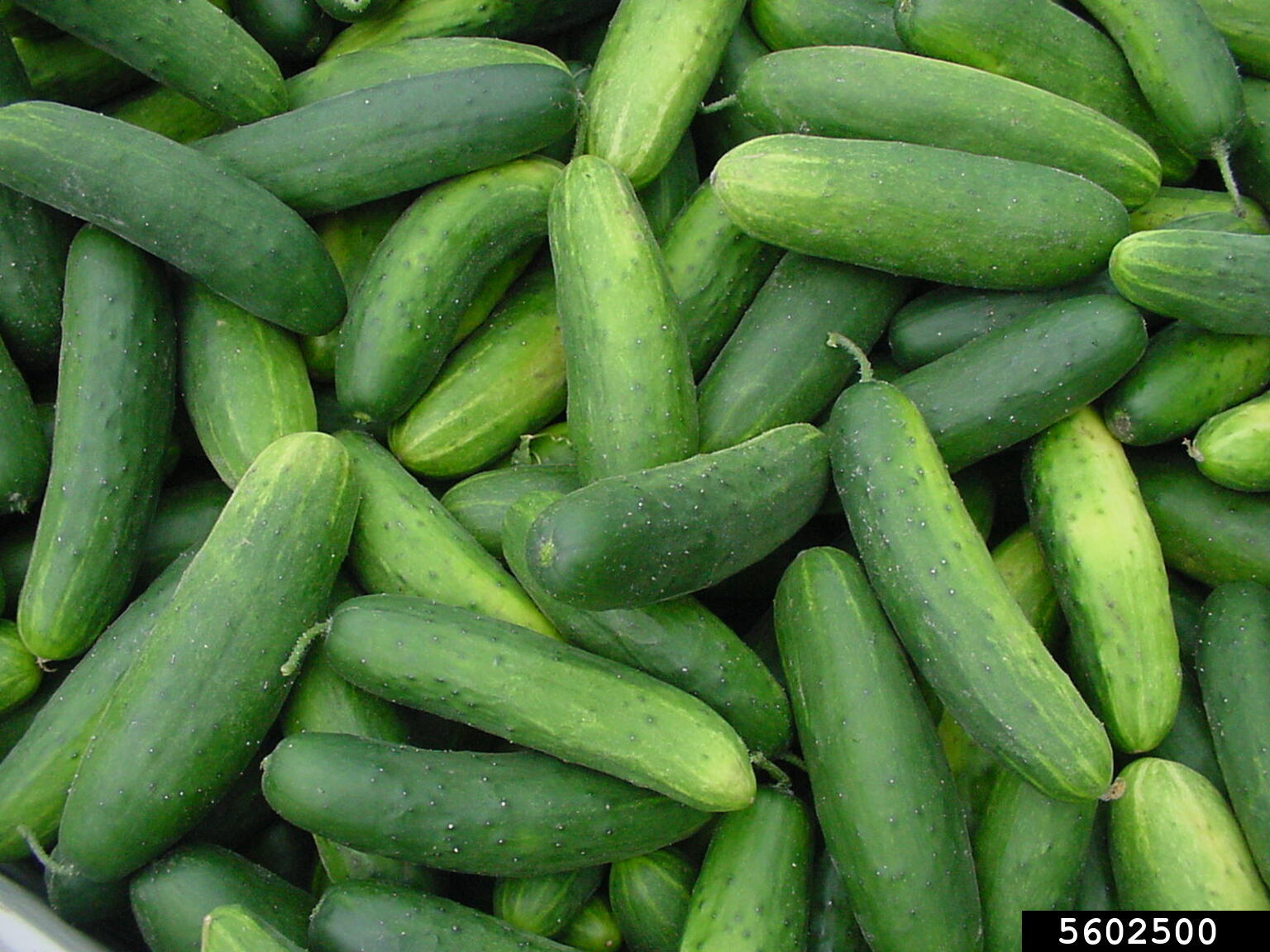 cucumber (Cucumis sativus)