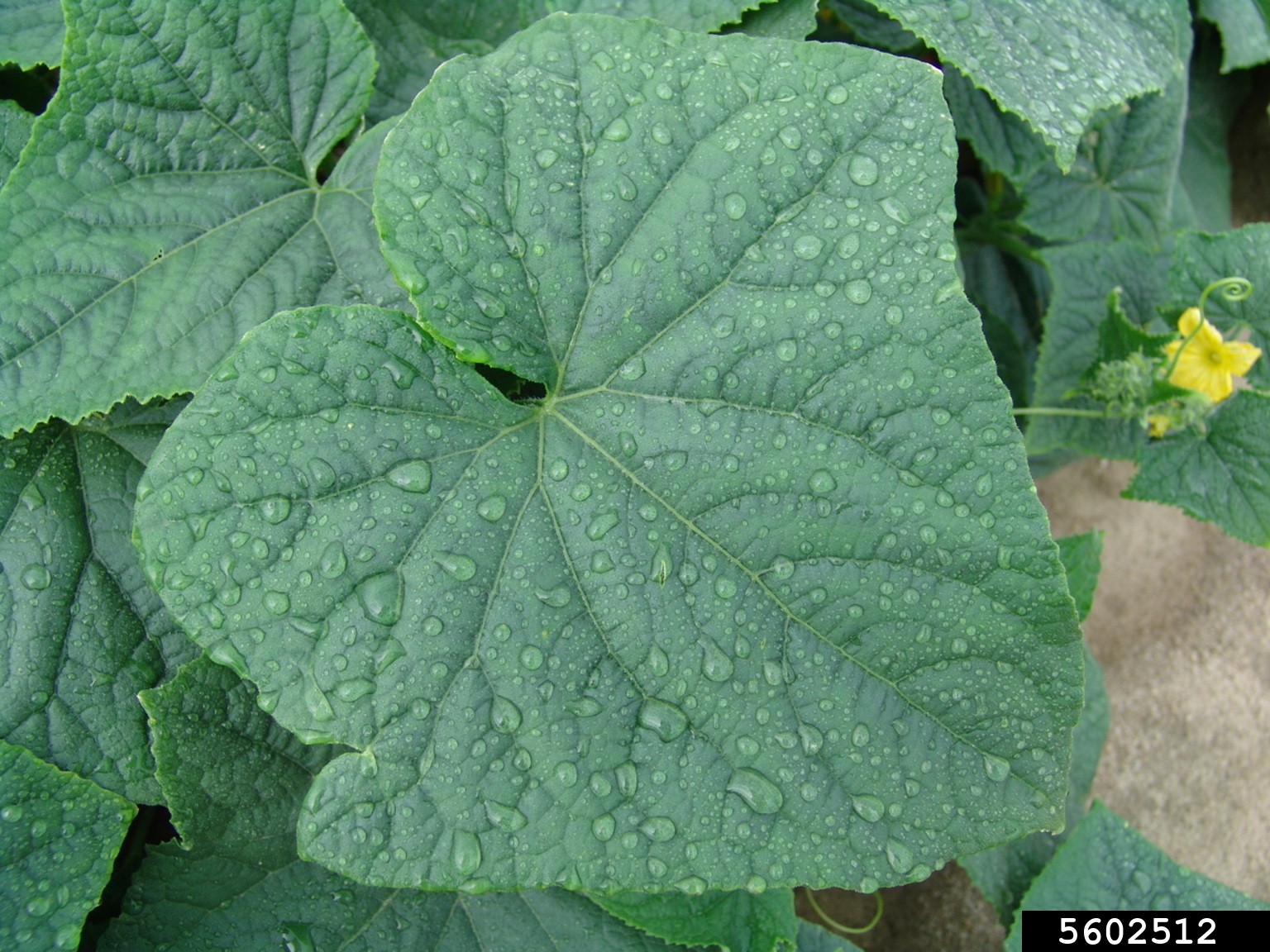cucumber (Cucumis sativus)