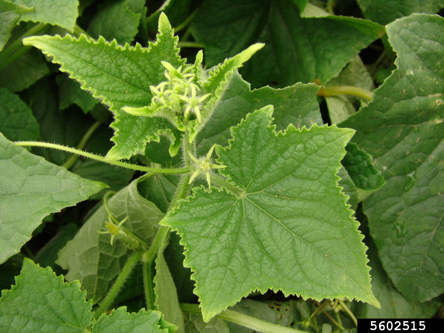 cucumber (Cucumis sativus)