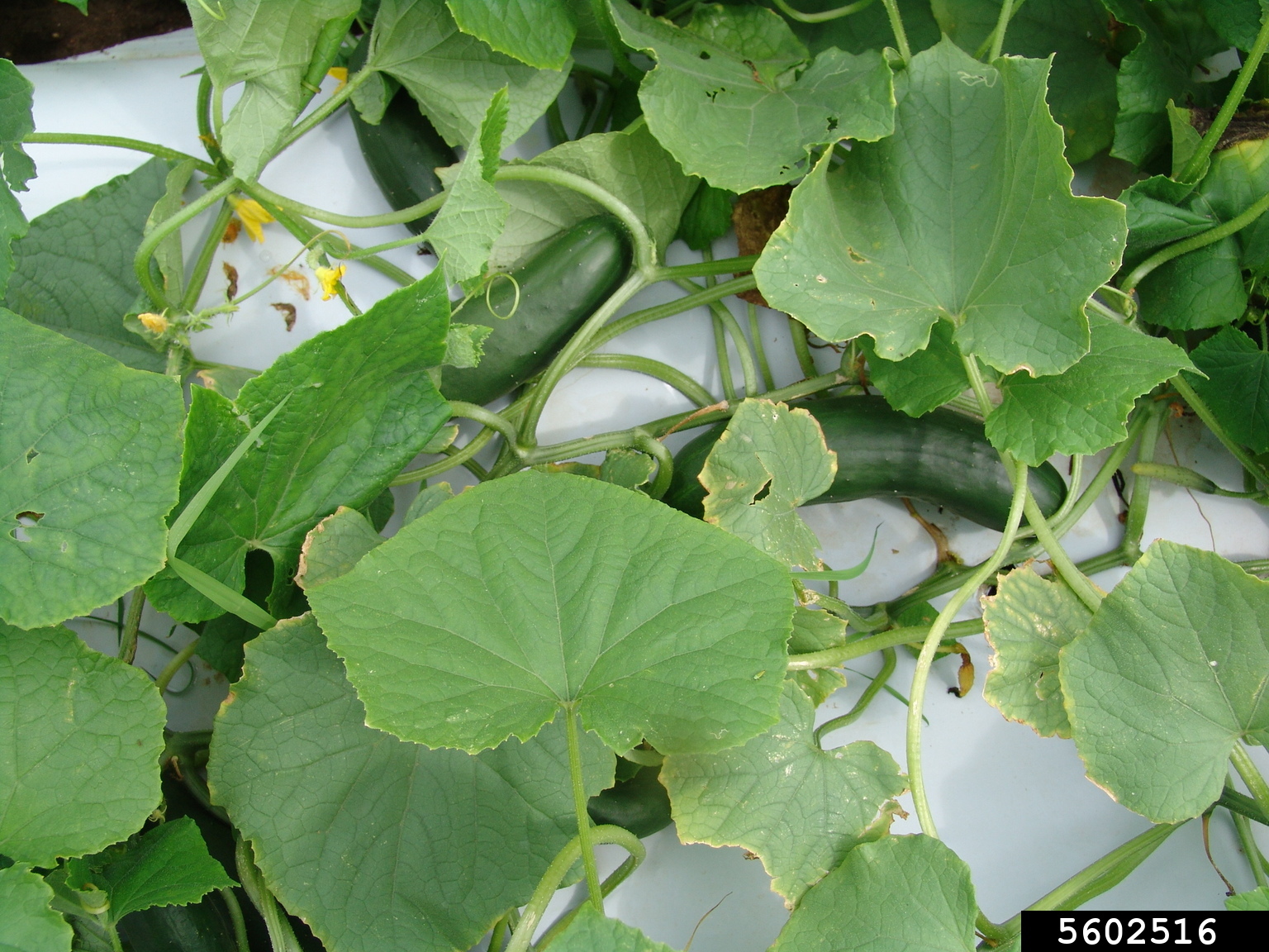 cucumber (Cucumis sativus)