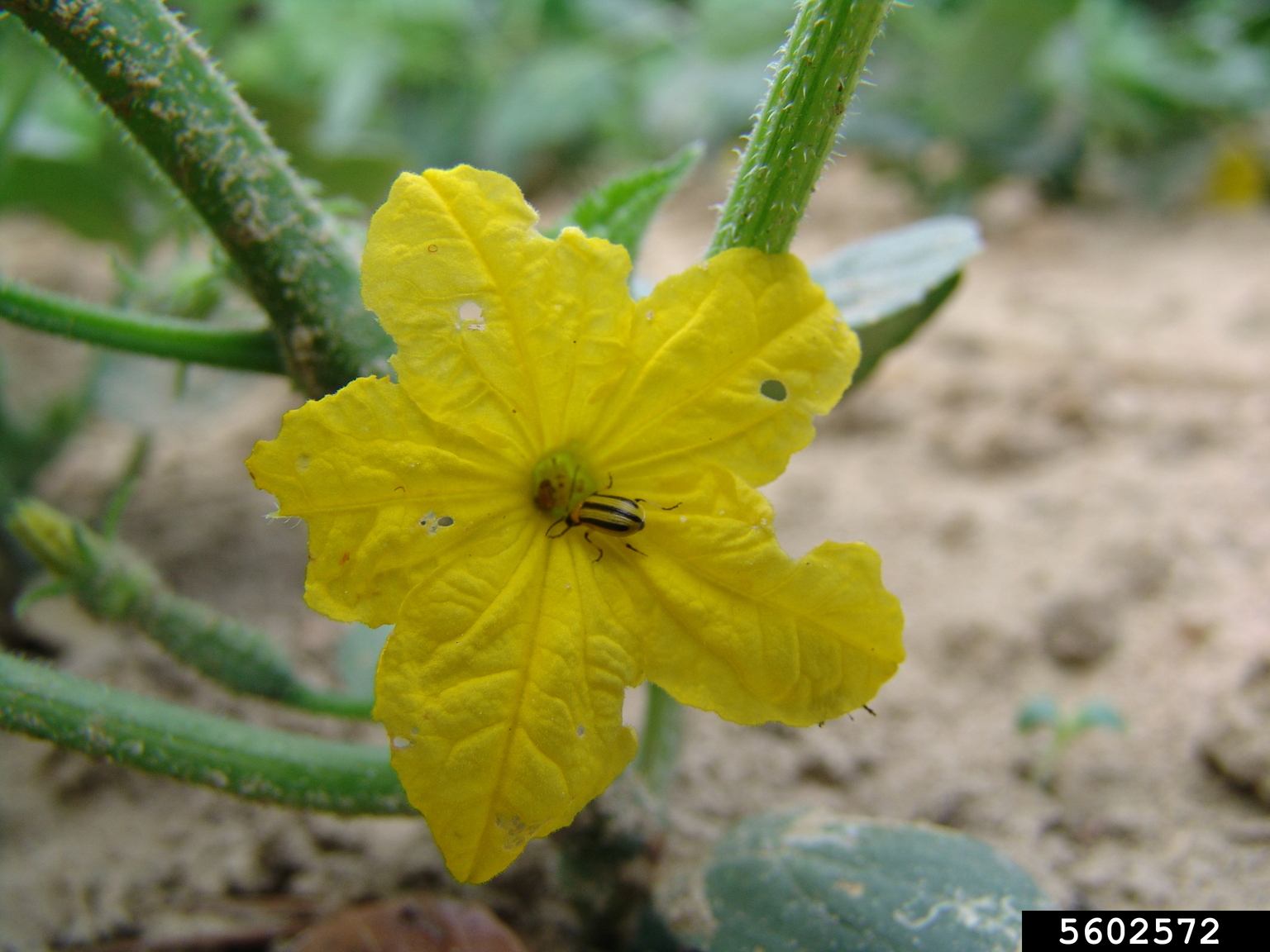 striped cucumber beetle (Acalymma vittatum (Fabricius, 1775))